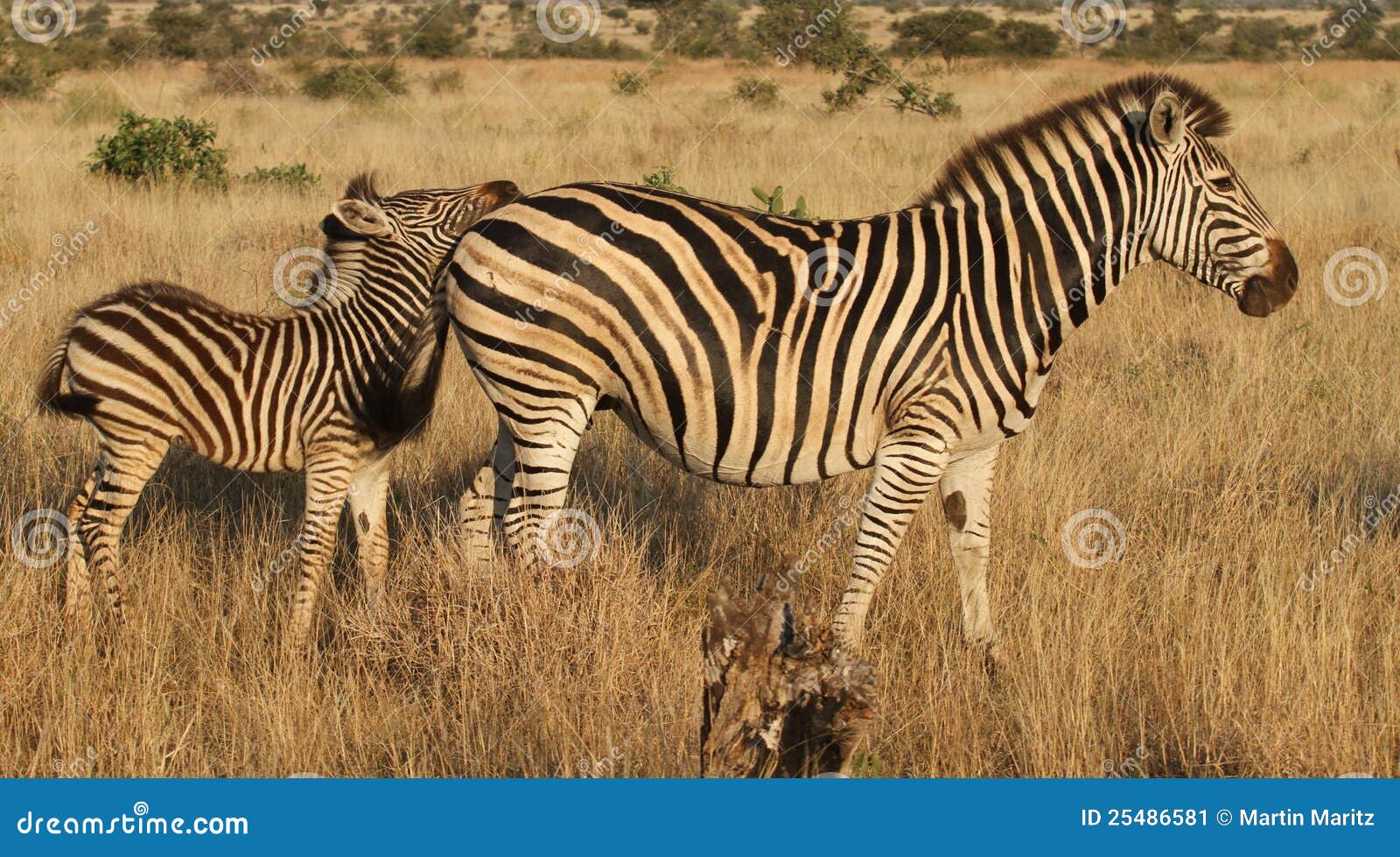 Burchells Zebra stockbild. Bild von weichheit, himmel - 25486581