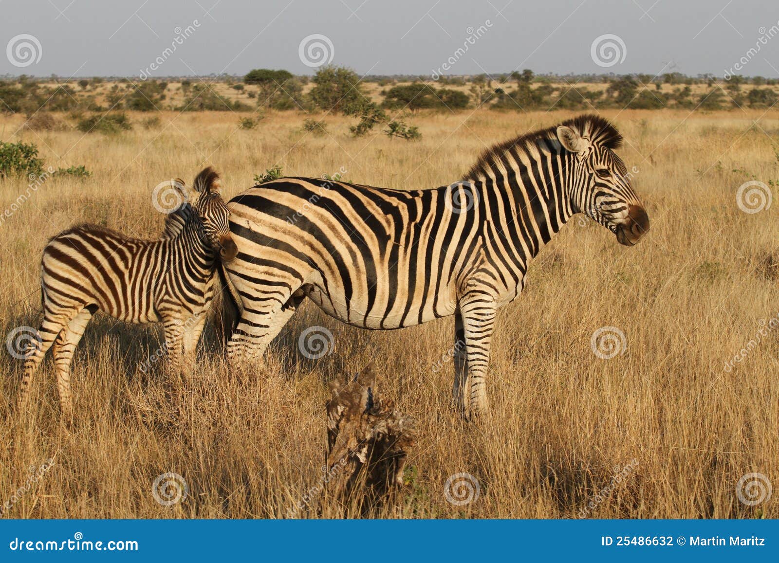 Burchells Zebra stock photo. Image of tenderness, kenya - 25486632