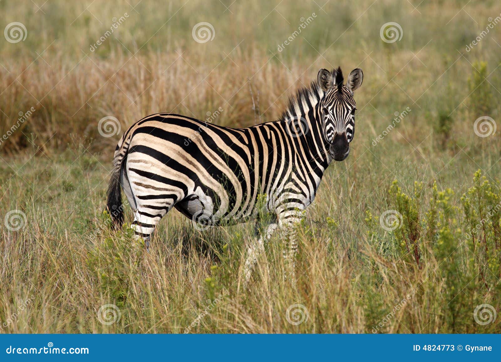 Burchells zebra stock image. Image of grassland, burchellii - 4824773