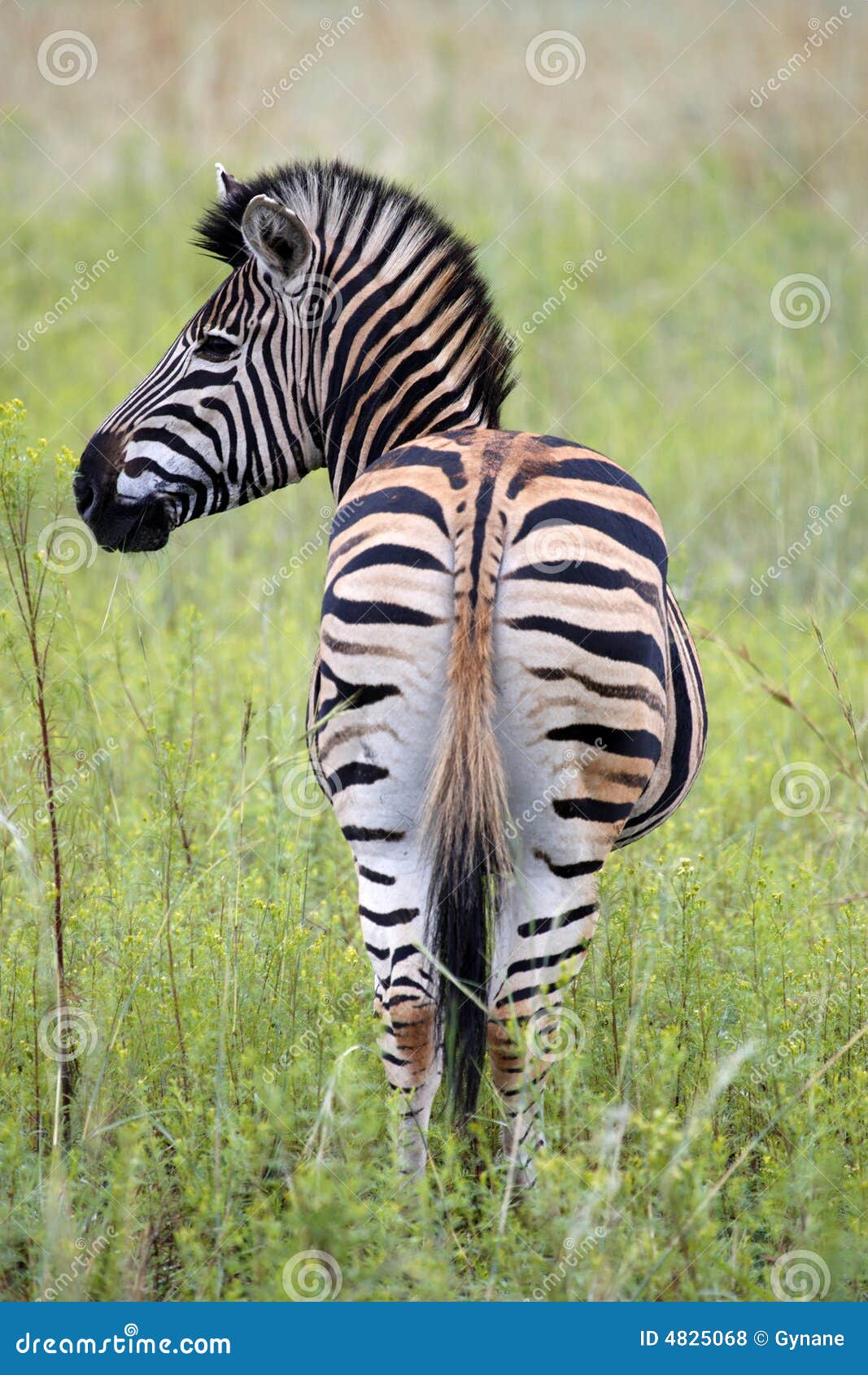 Burchells zebra stock photo. Image of equus, exterior - 4825068