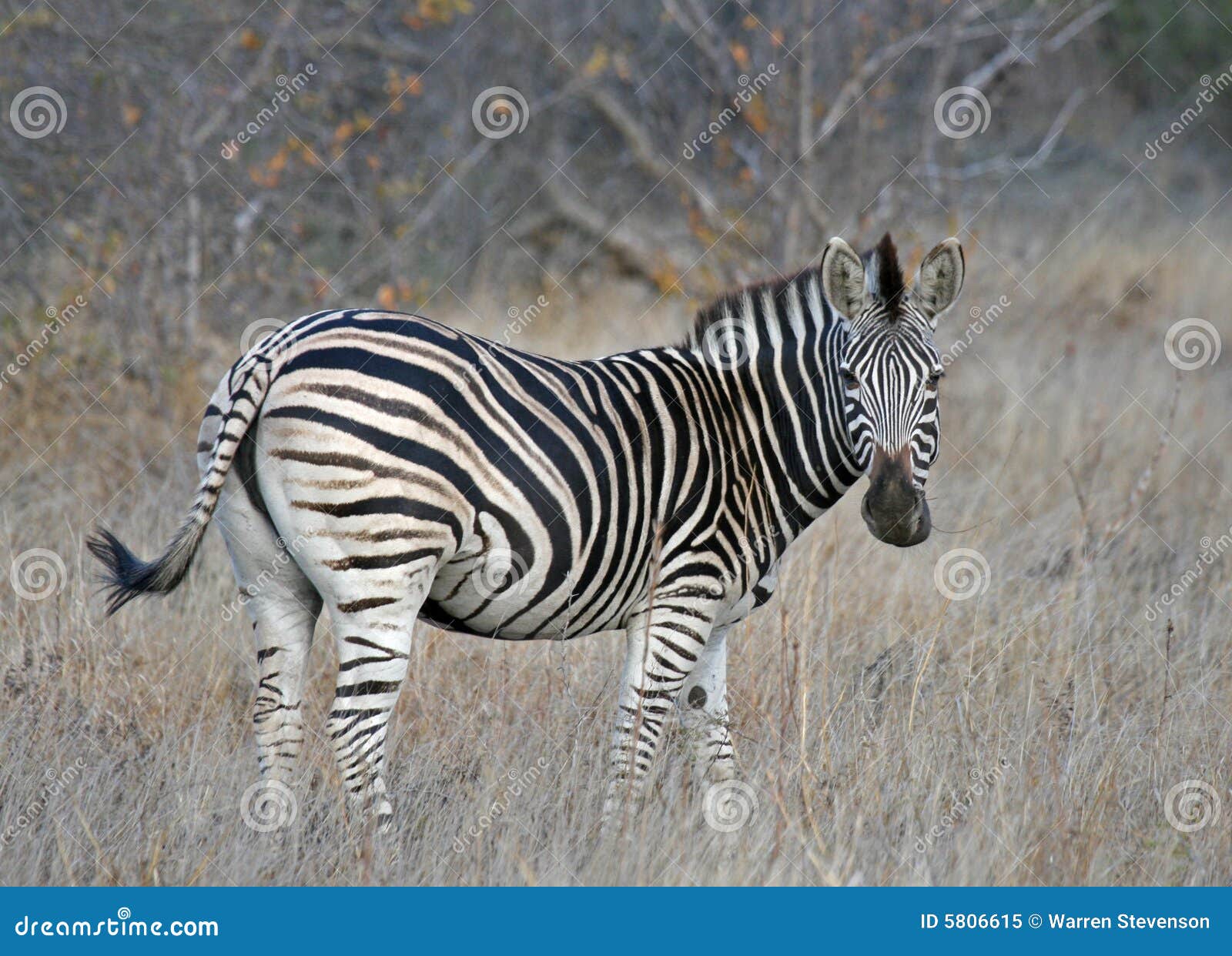 Burchells Zebra stock image. Image of stripes, white, striped - 5806615