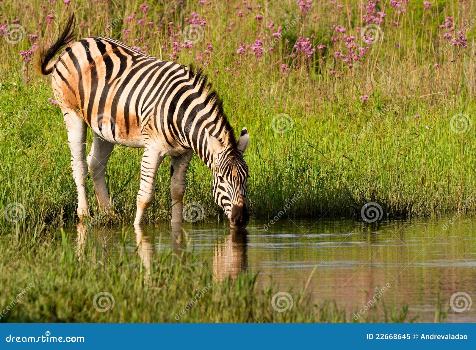 Burchells Zebra Drinking stock image. Image of wild, wildlife - 22668645