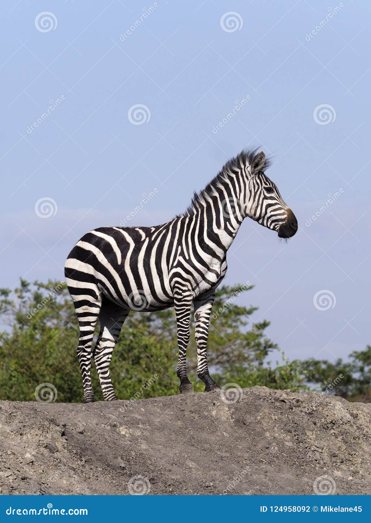 Burchells-Zebra, Equus Burchelli Stockfoto - Bild von tier, afrikanisch ...