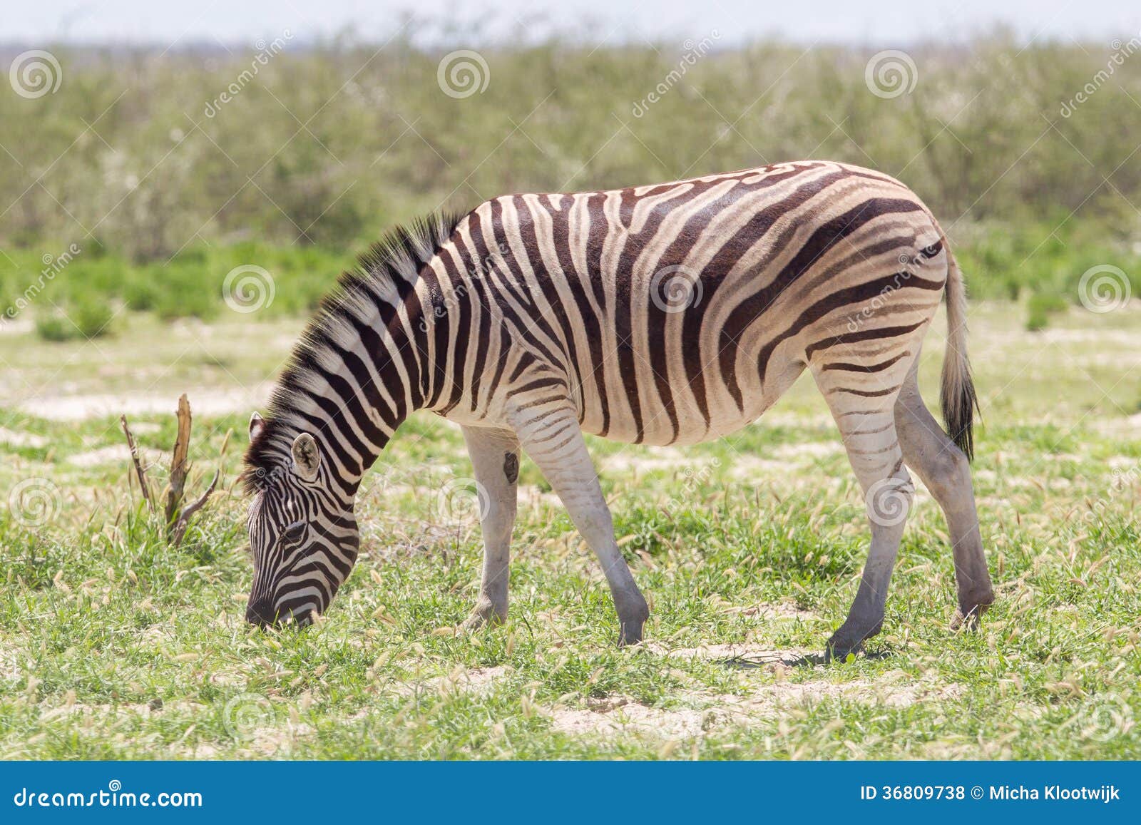Burchells Zebra (Equus Burchelli) Stock Photo - Image of close ...