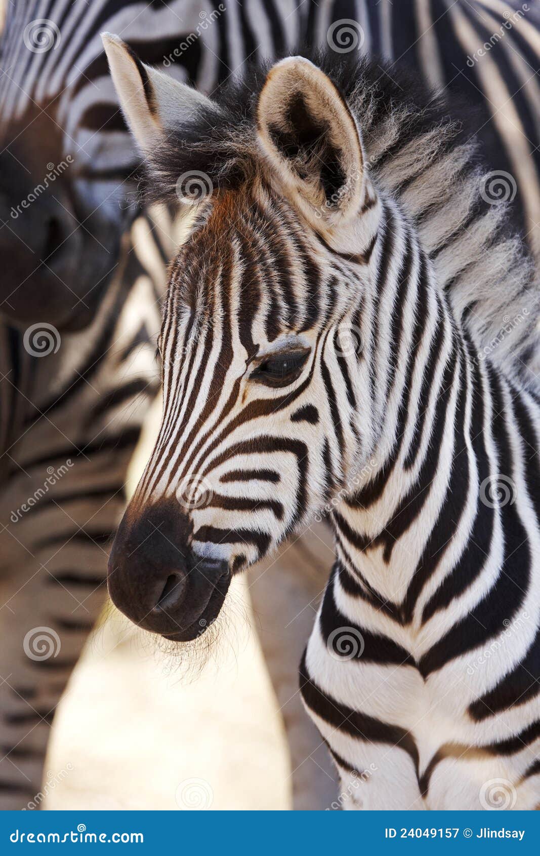 Burchells Zebra Jumping/fighting In South Africa. Royalty-Free Stock ...