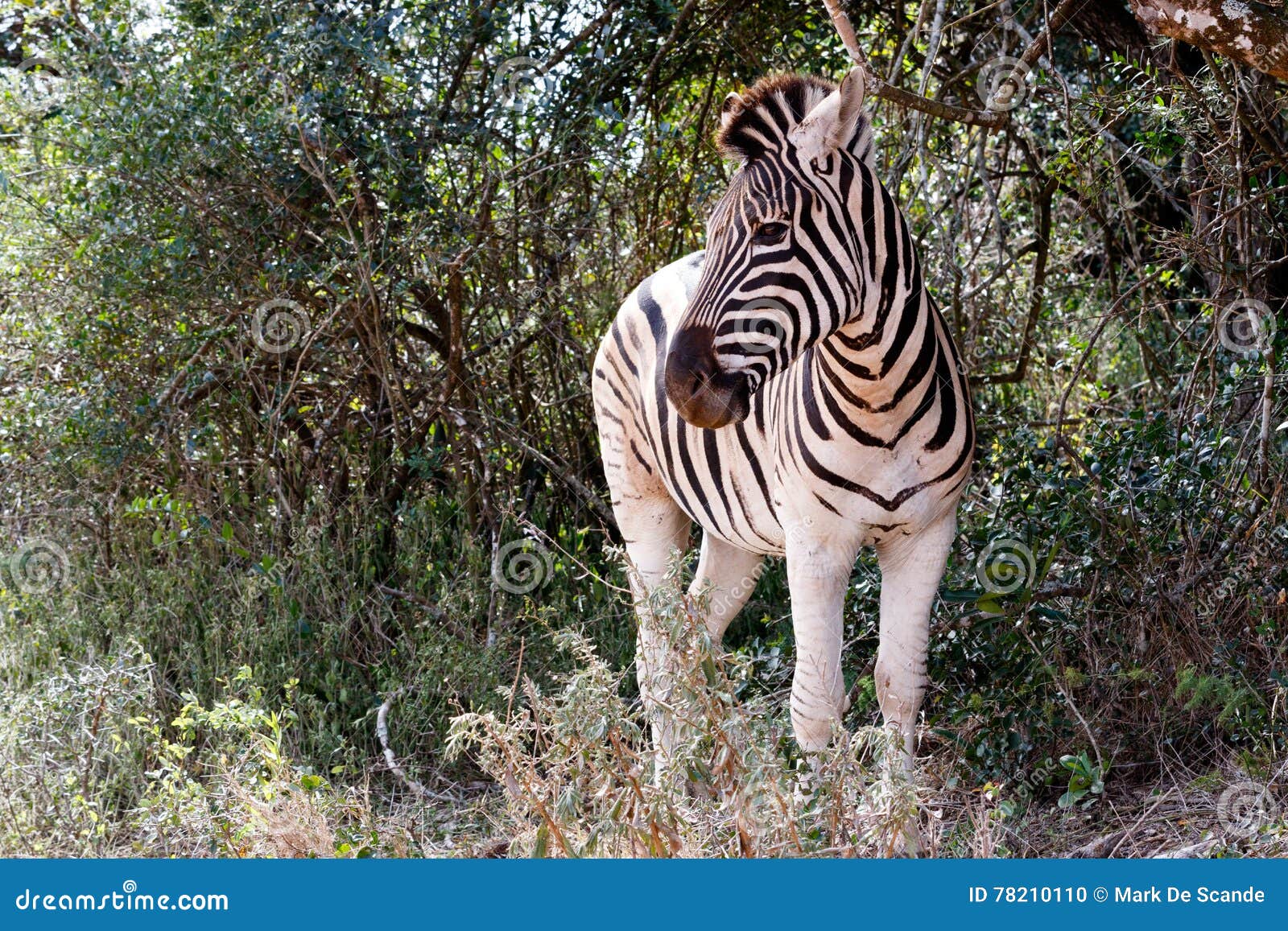 Burchells Zebra Looking Left Stock Photo - Image of grassland, equine ...