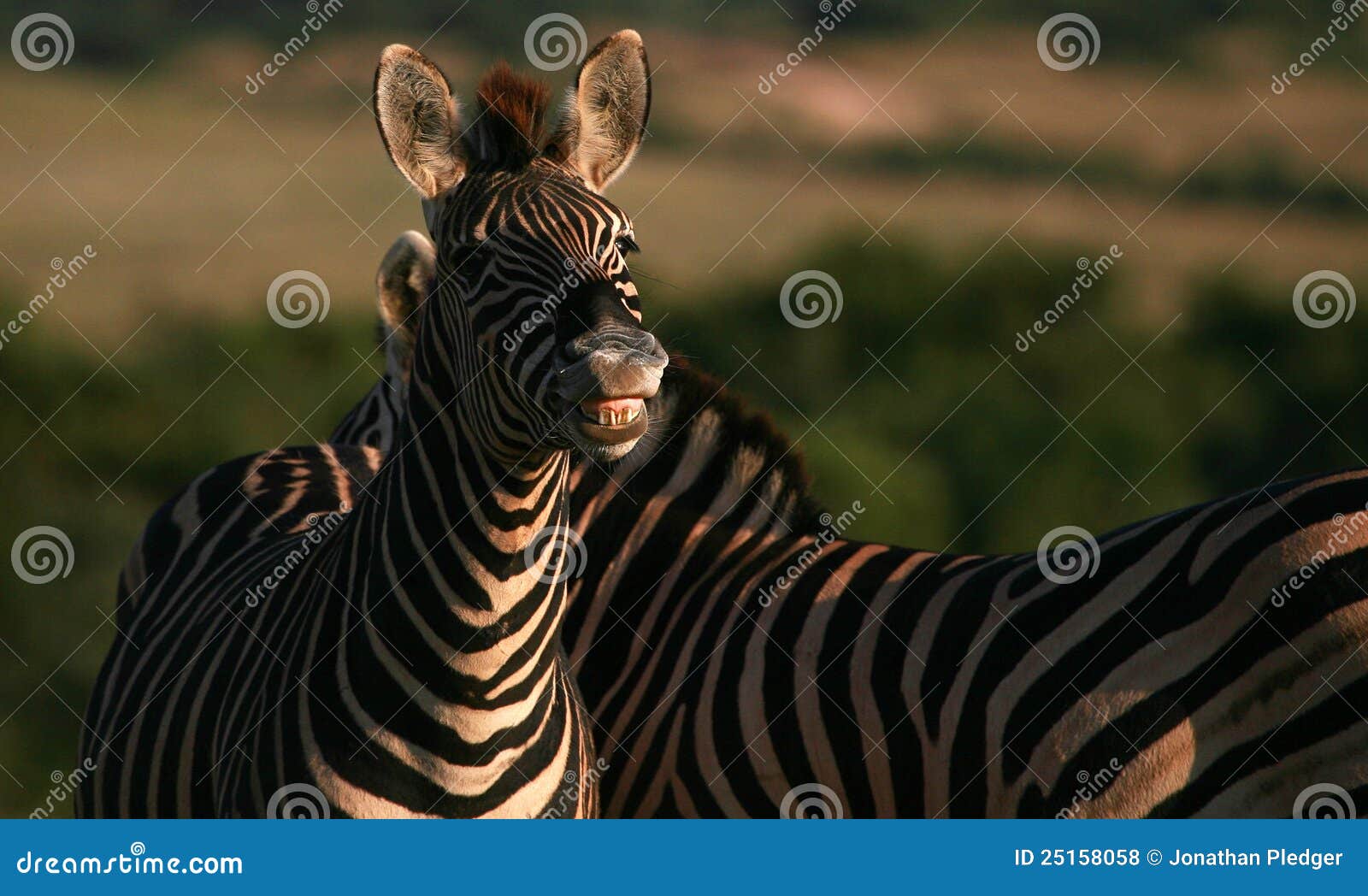 Burchells Zebra Smiling And Showing His Teeth Royalty-Free Stock Image ...