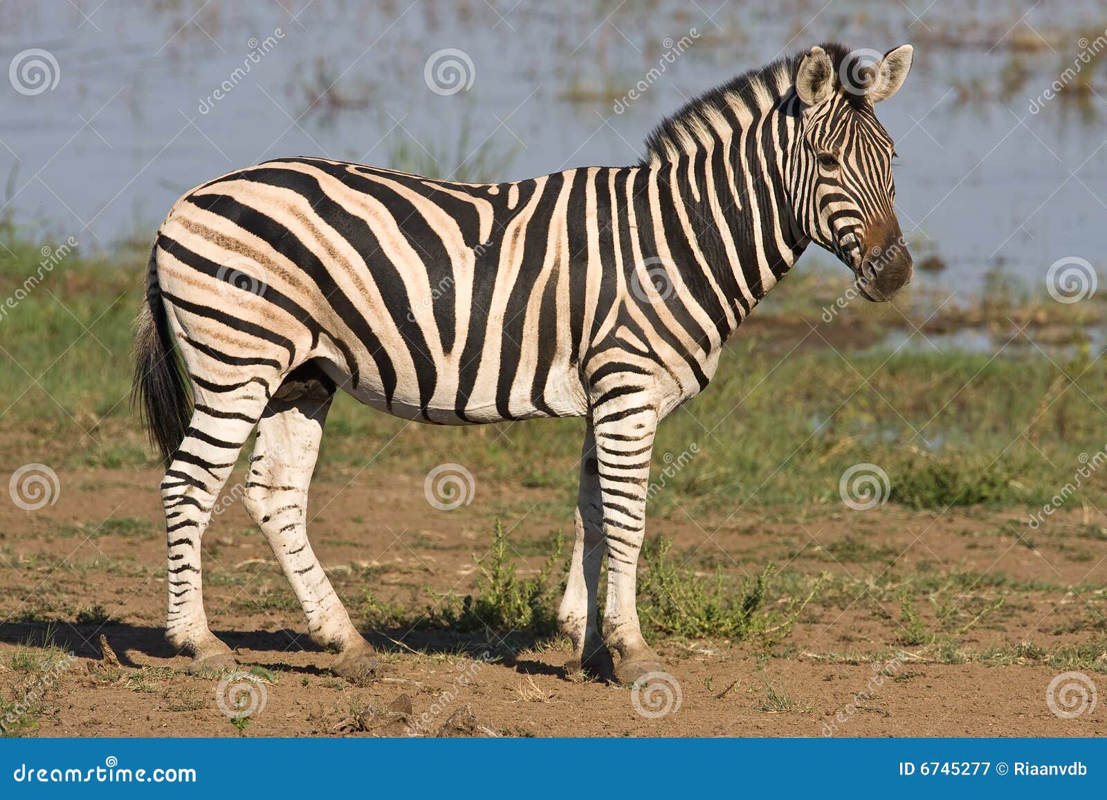 Burchells Zebra standing stock image. Image of africa - 6745277