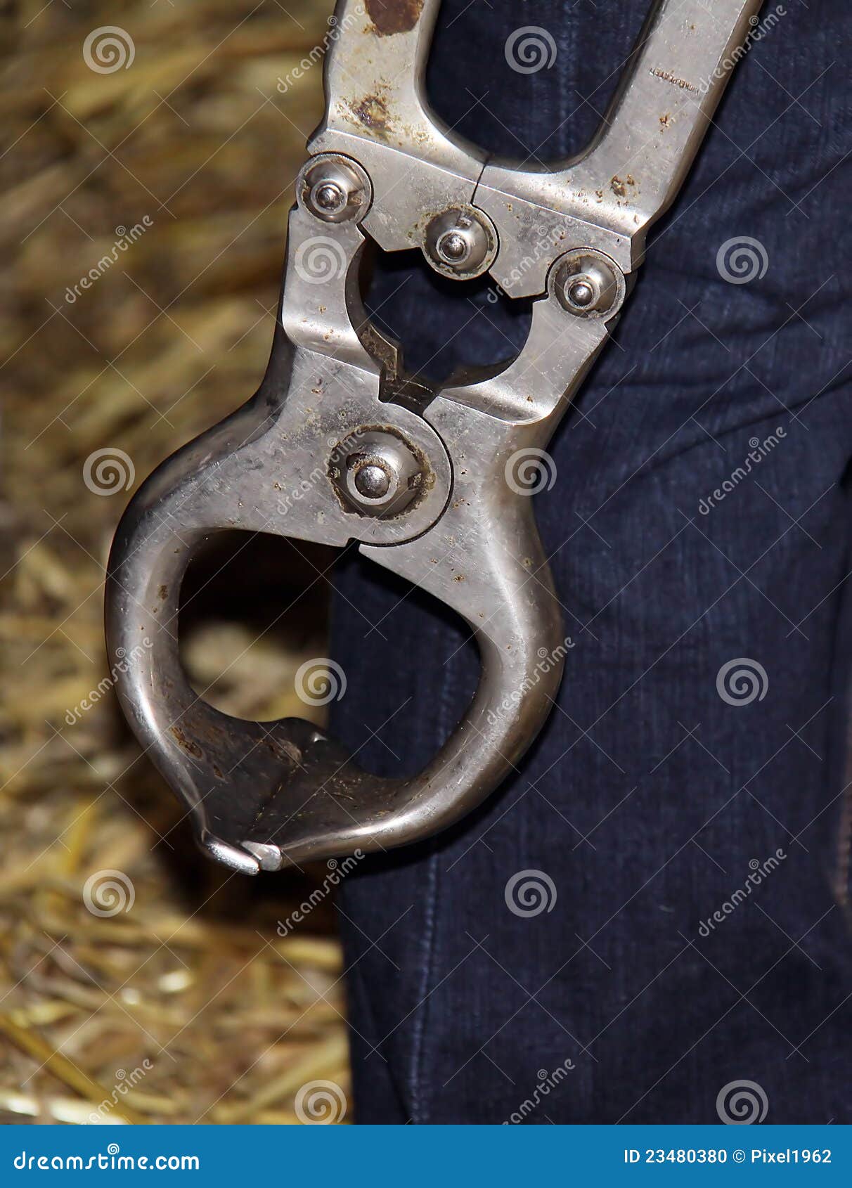 Burdizzo Zangen stockfoto. Bild von eunuch, ergebnislos - 23480380