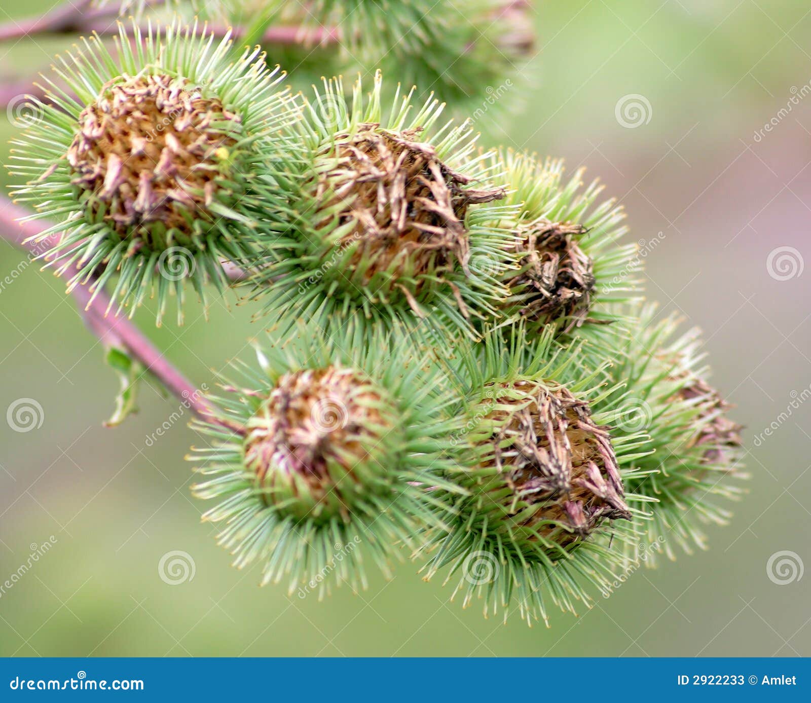 Burdock stock image. Image of macro, plant, green, grass - 2922233