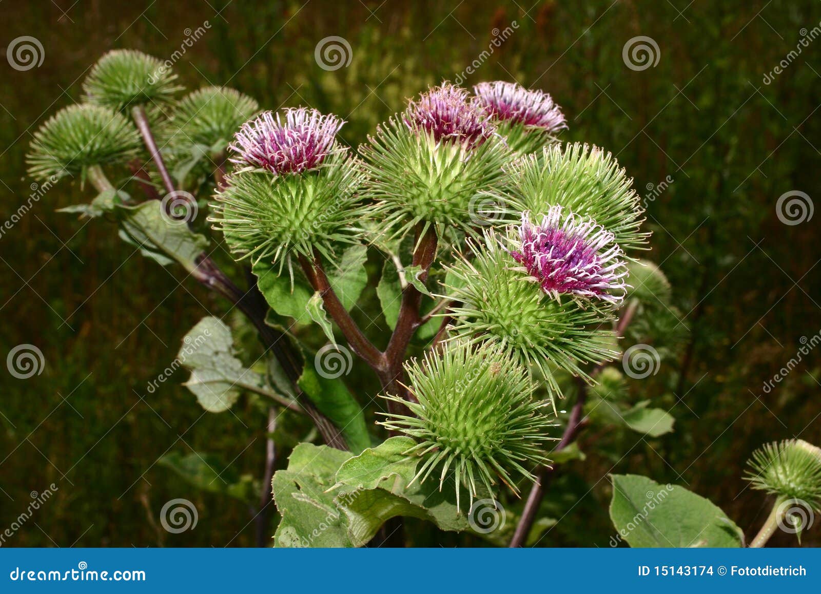 Burdock (Arctium) stock photo. Image of macro, wild, cluster - 15143174