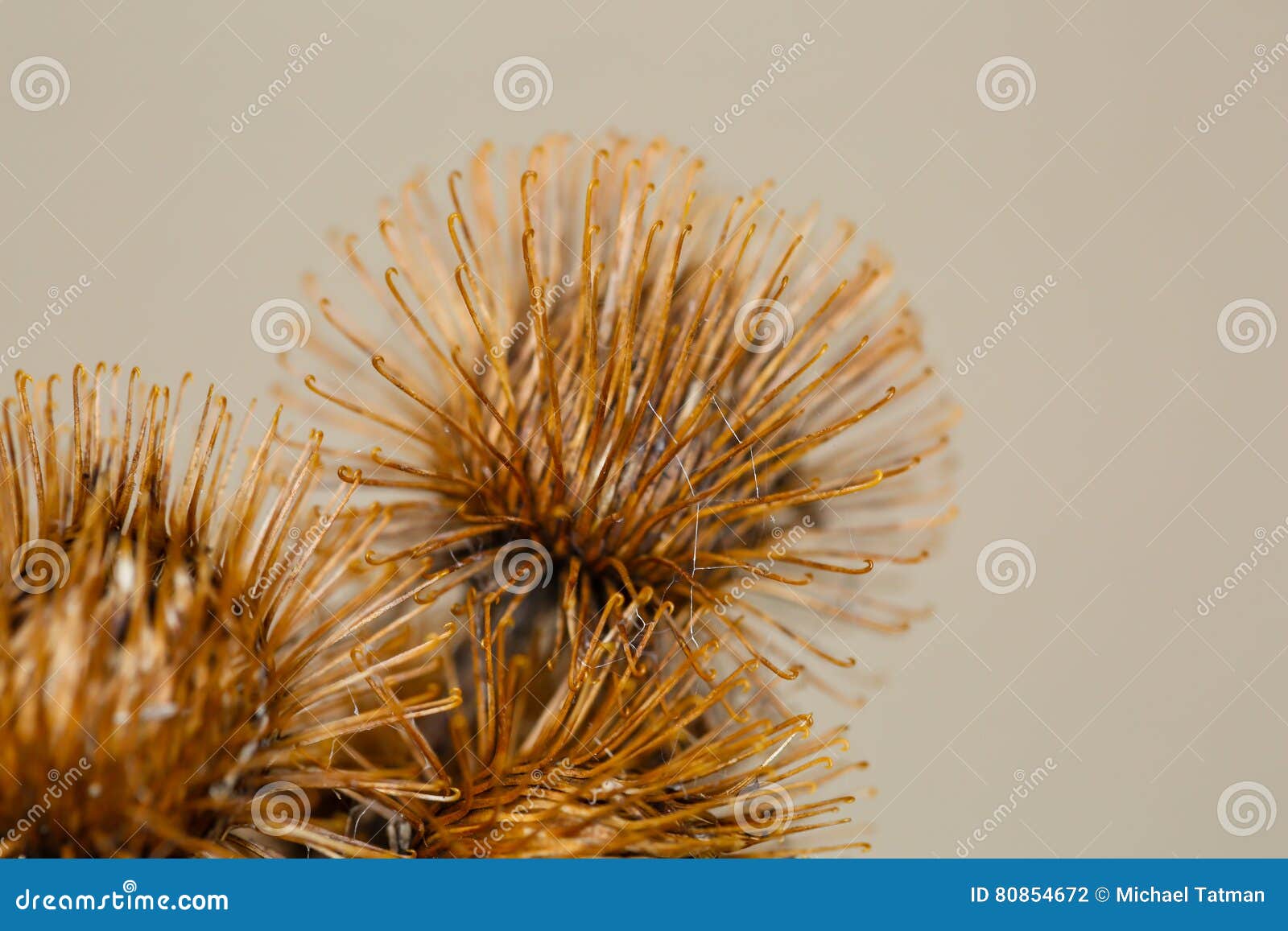 Burdock Burs Macro stock photo. Image of gypsys, common - 80854672 Burdock Burs Macro stock photo. Image of gypsys, common - 80854672