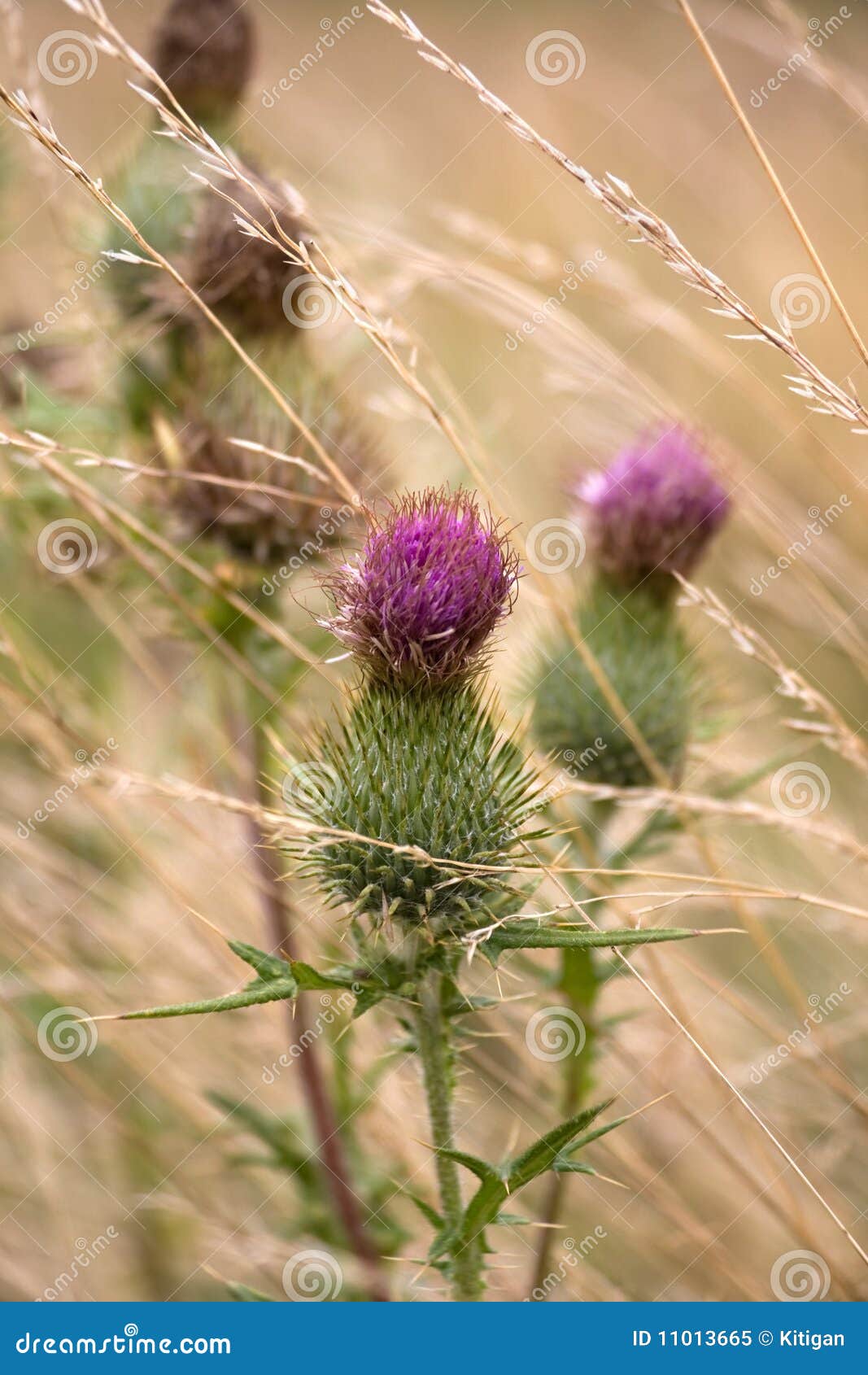 Dry Faded Grass Texture In Black And White. Royalty-Free Stock ...