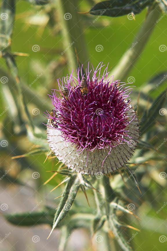 Burdock flower stock image. Image of nature, close, medicine - 5823533
