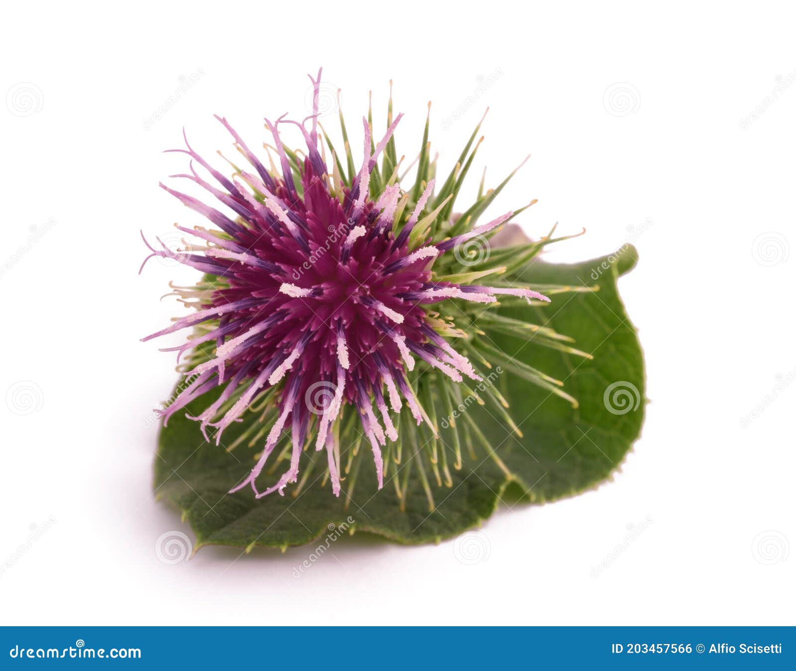 Burdock flower stock photo. Image of head, cockle, medicine - 203457566