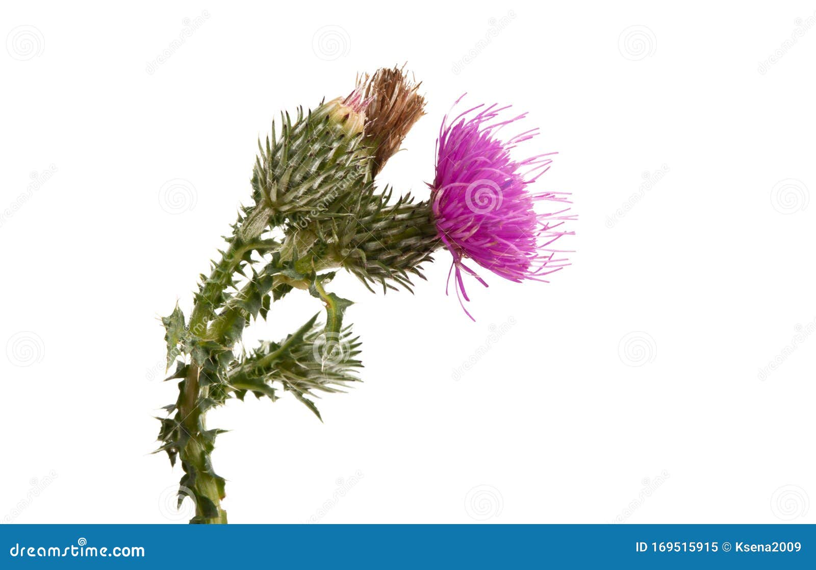 Burdock flower isolated stock image. Image of healthy - 169515915