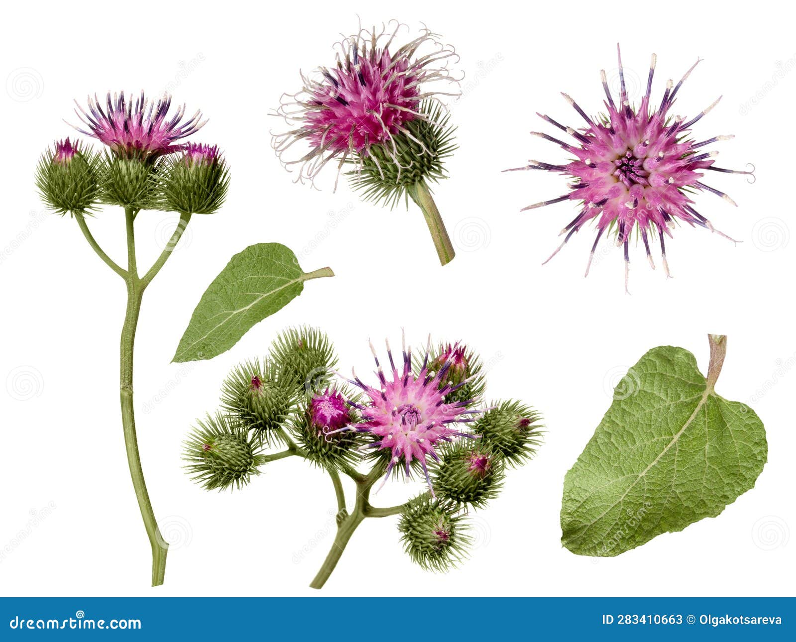 Burdock Flower with Leaf and Buds Set Isolated on White Background ...