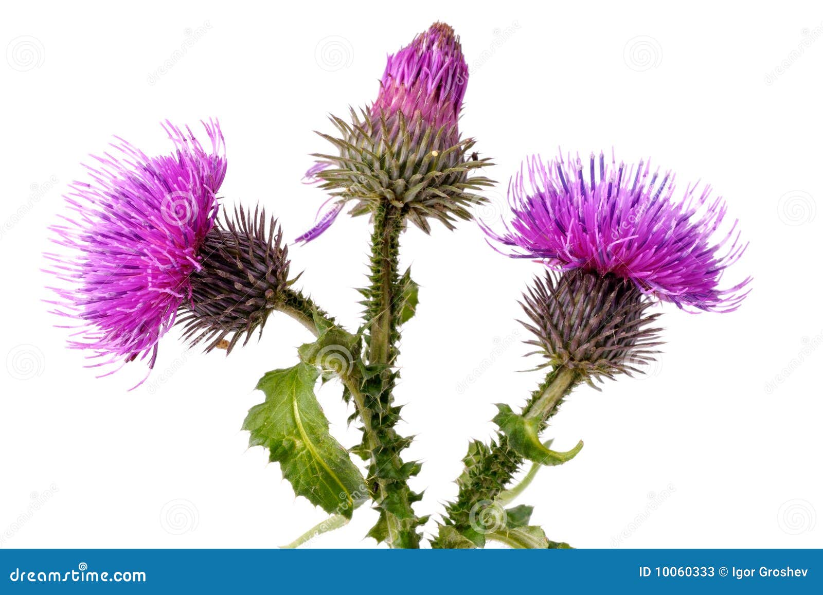 Burdock Flower