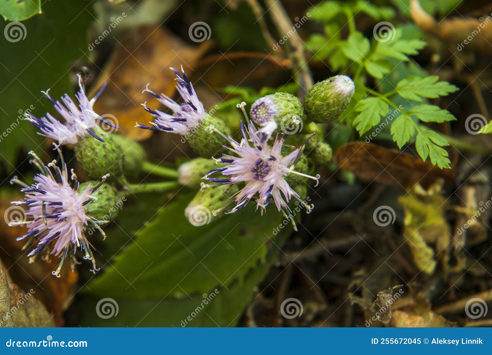 Burdock Flowers in the Forest Stock Image - Image of tree, spring ...