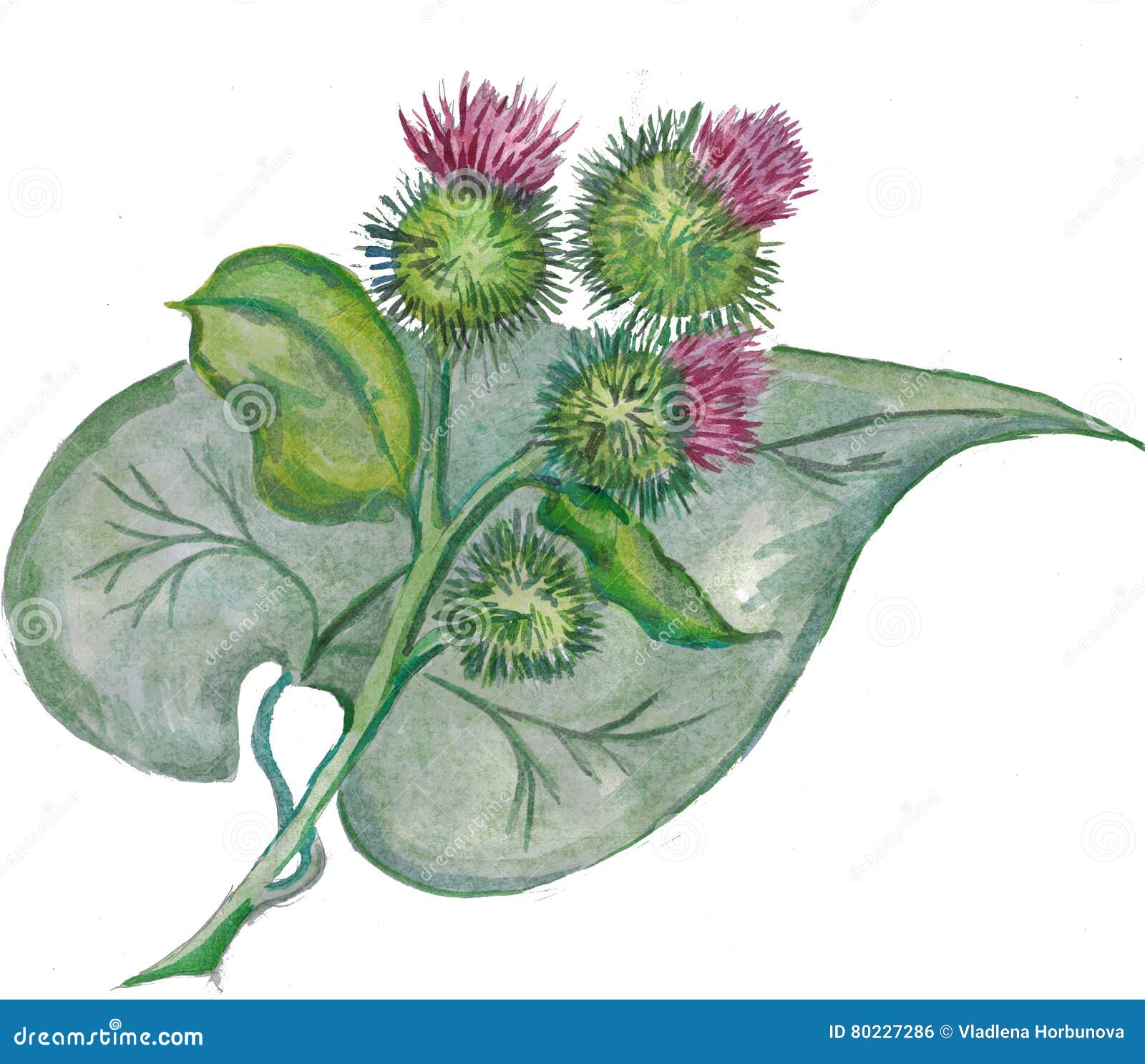Burdock Flowers with Green Leaf. Watercolor Painting Stock Illustration ...