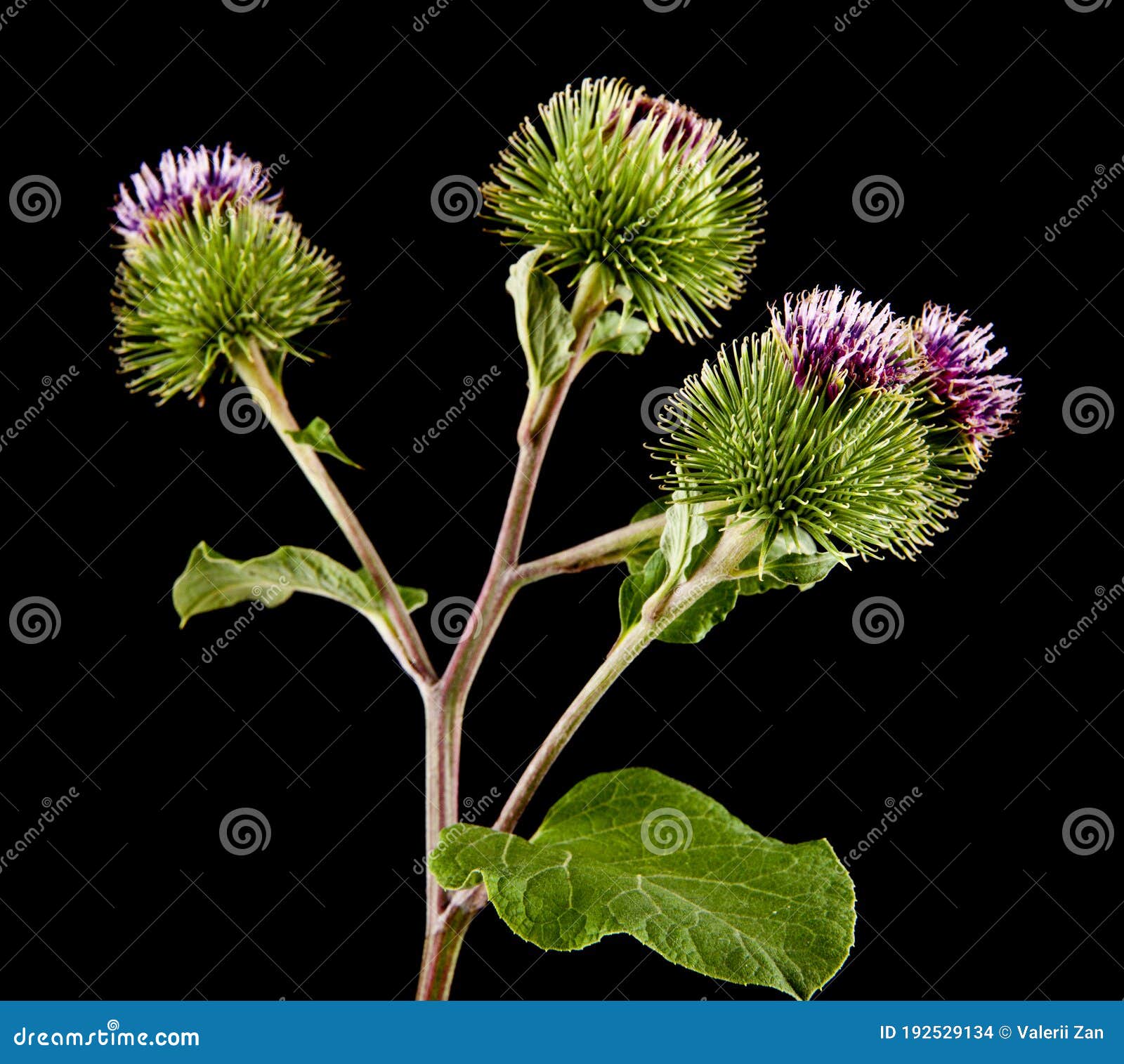 Burdock Flowers Isolated on a Black Background. Medicinal Plants Stock ...