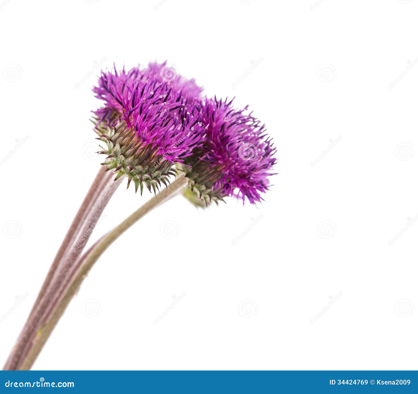 Burdock flowers stock image. Image of nature, closeup - 34424769
