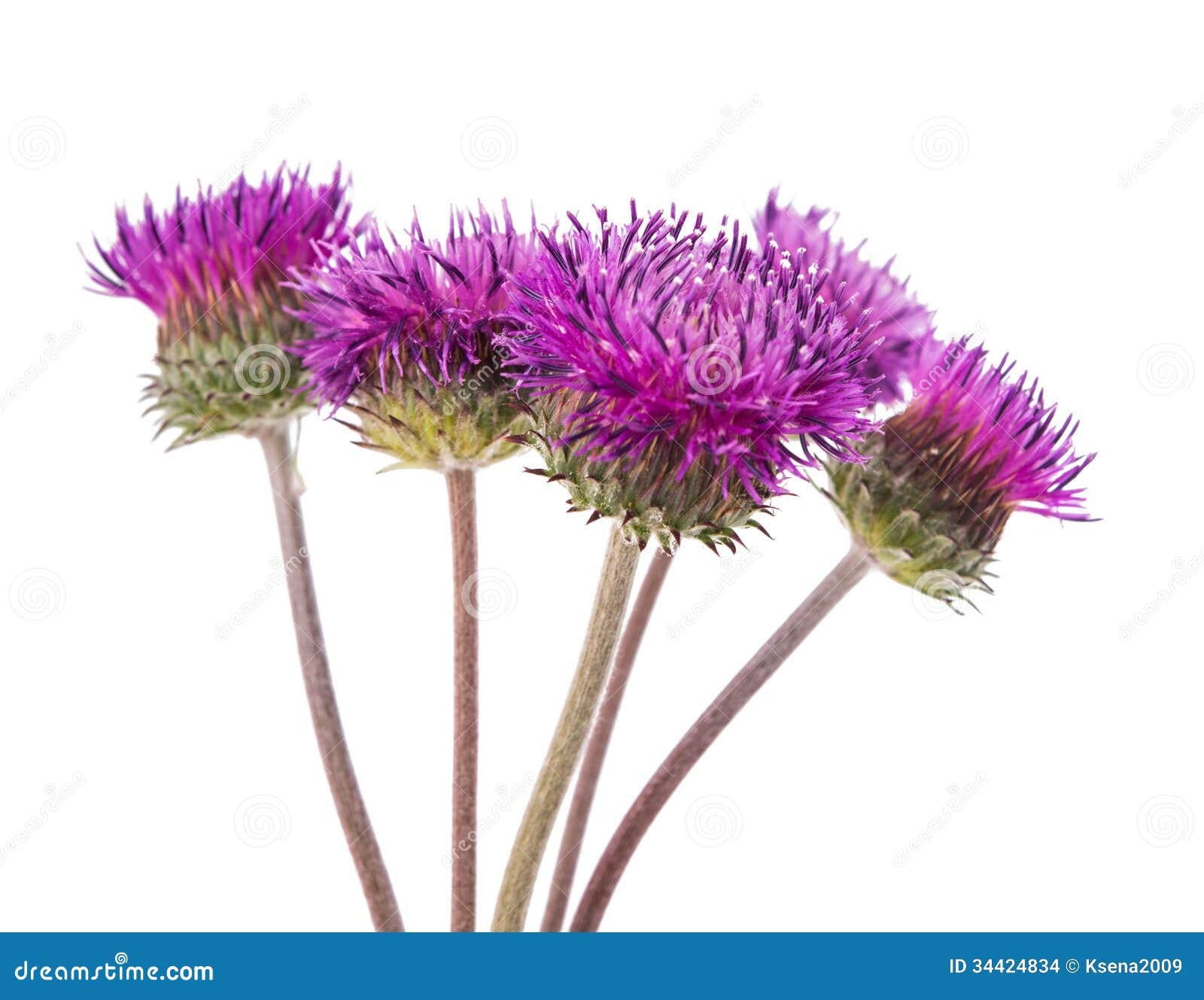 Burdock flowers stock photo. Image of leaf, closeup, flower - 34424834