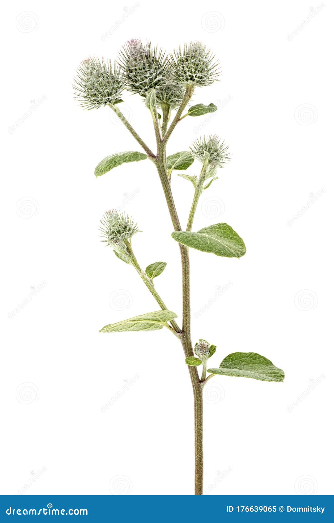 Burdock Flowers on White Background Stock Image - Image of prickly ...