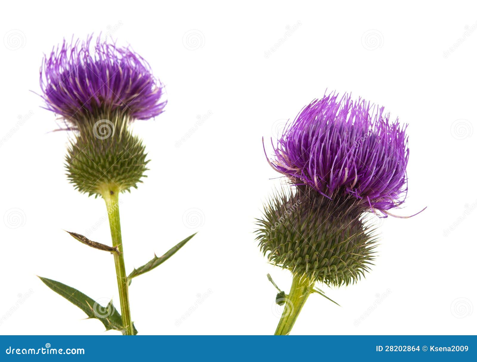 Burdock isolated stock photo. Image of flower, closeup - 28202864