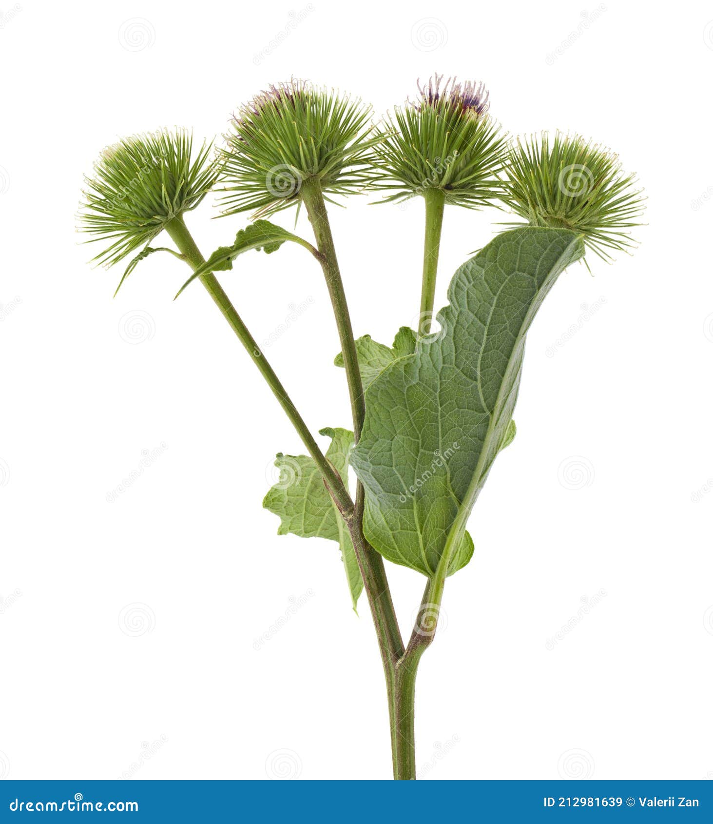 Burdock Isolated on White Background Stock Image - Image of blossom ...