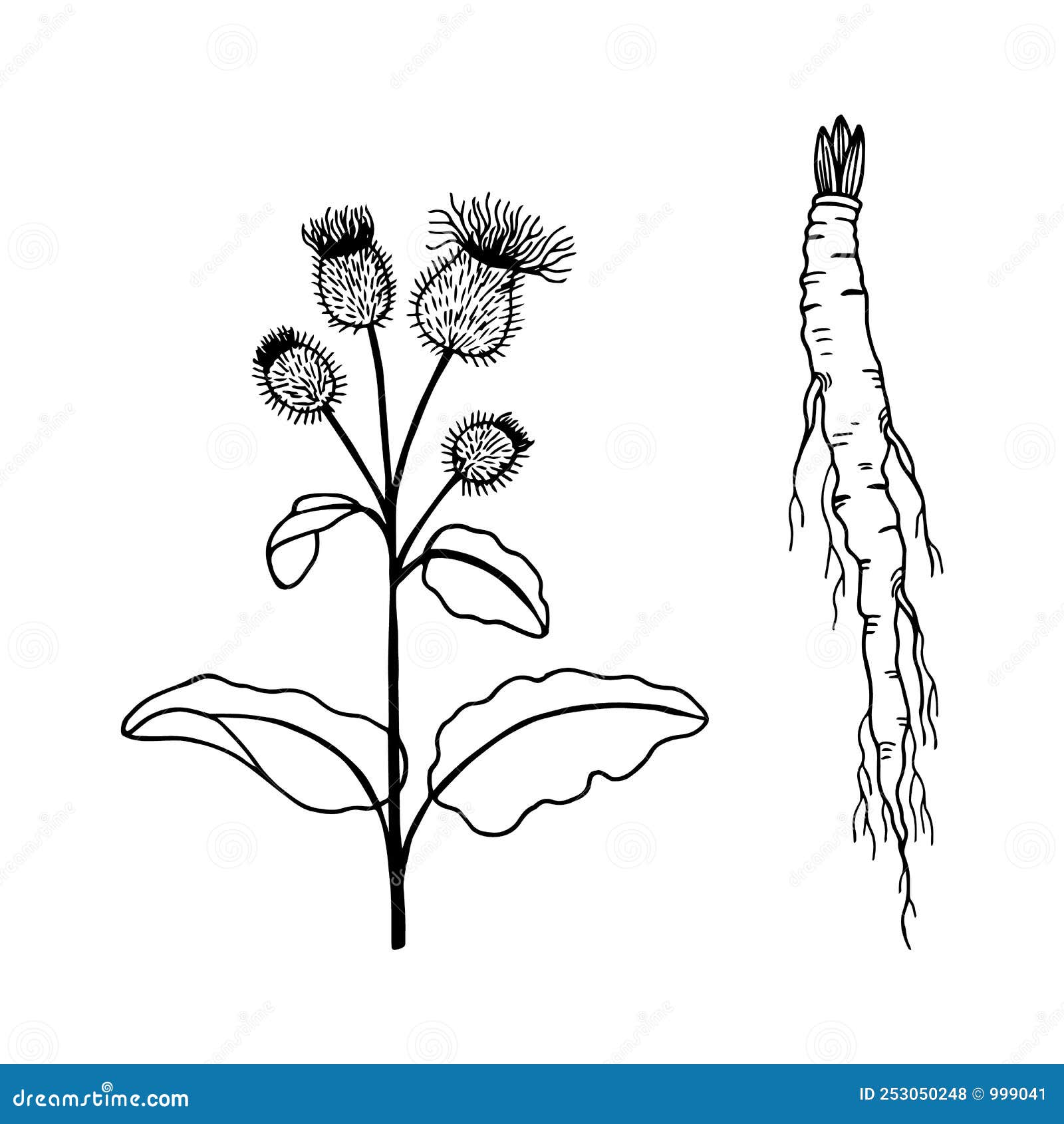 Burdock Hand Drawn Set Vector Illustration | CartoonDealer.com #28102114