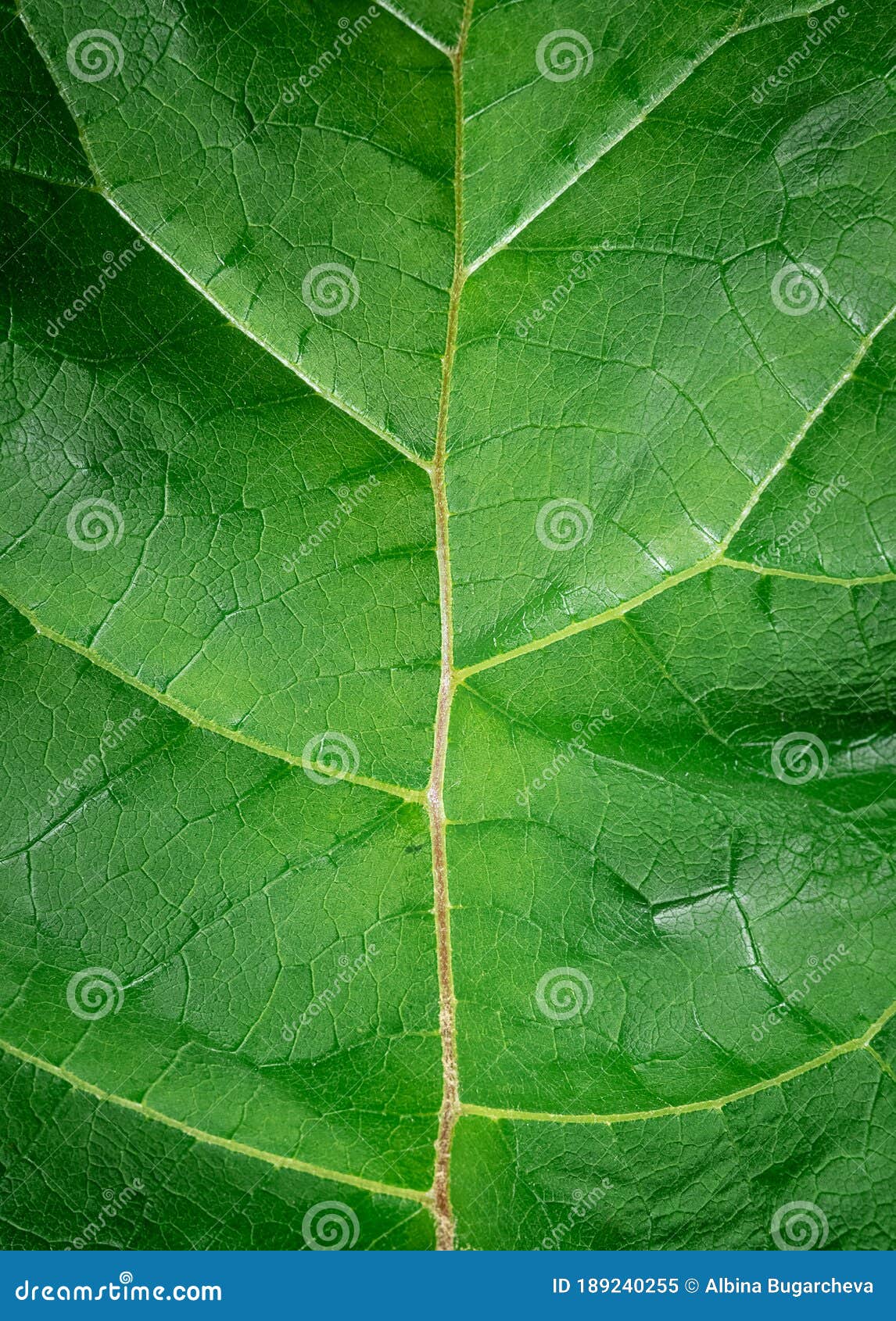 Burdock leaf texture stock image. Image of biology, growth - 189240255