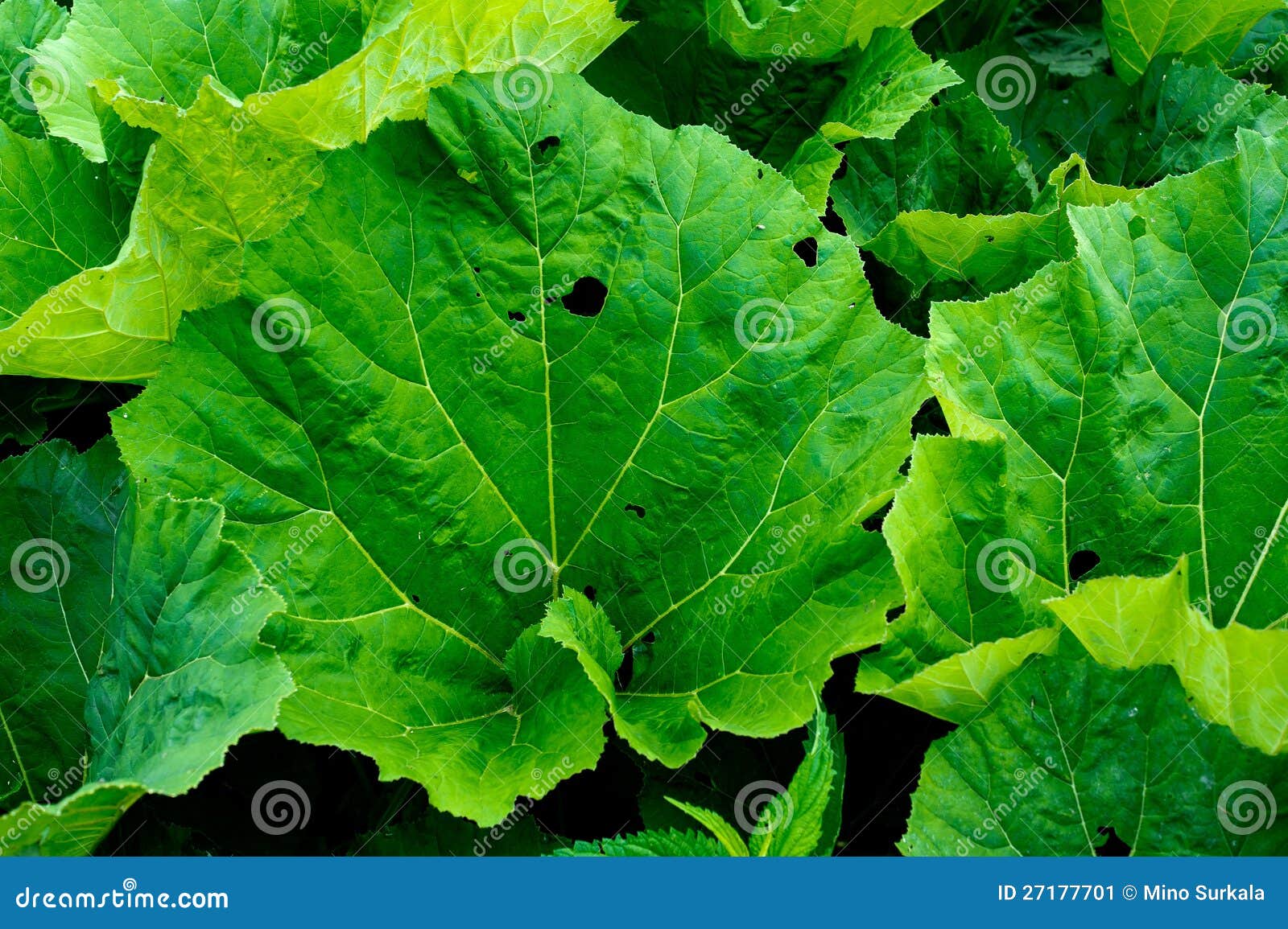 Burdock leaves stock image. Image of closeup, natural - 27177701