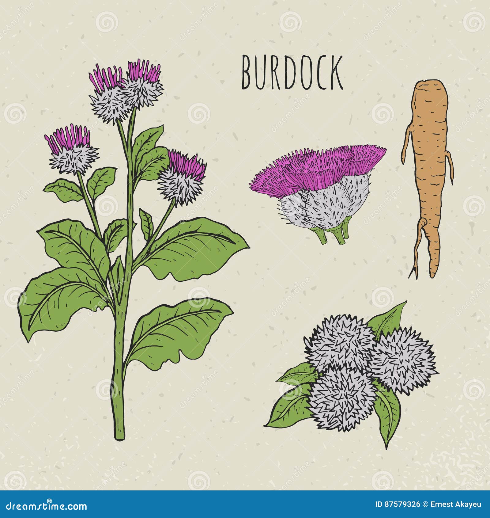 Burdock Medical Botanical Isolated Illustration Plant Root Leaves