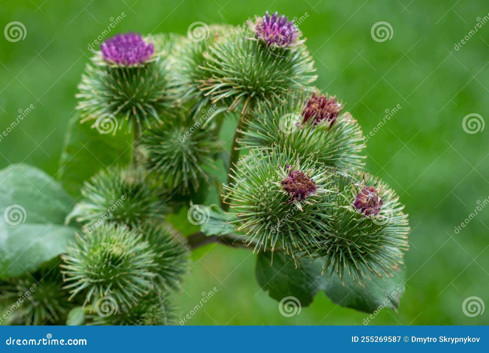 A Burdock Plant in the Summer Sunshine, with a Shallow Depth of Field ...
