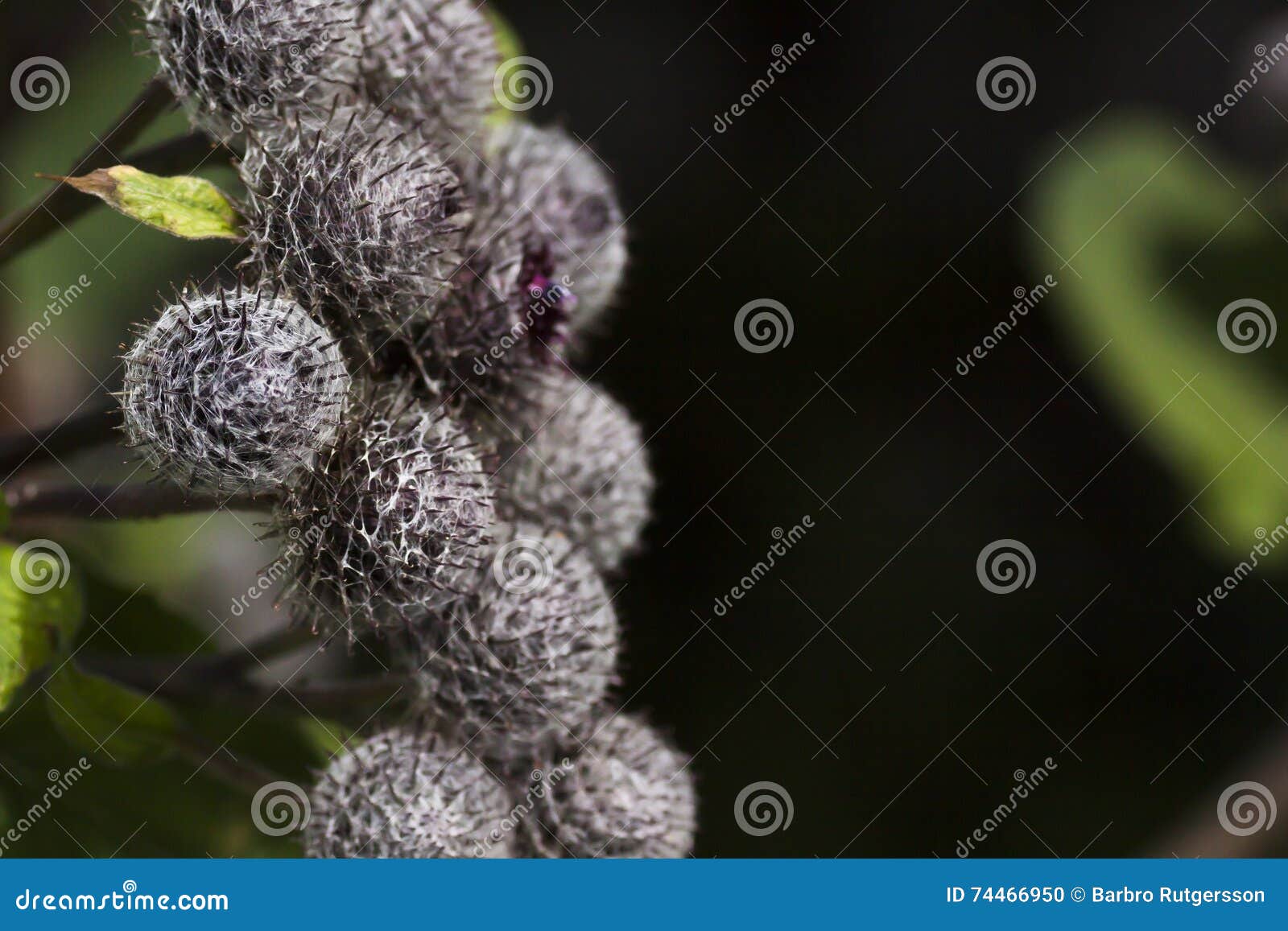 Burdock stock photo. Image of stick, blooms, sticks, prickly - 74466950