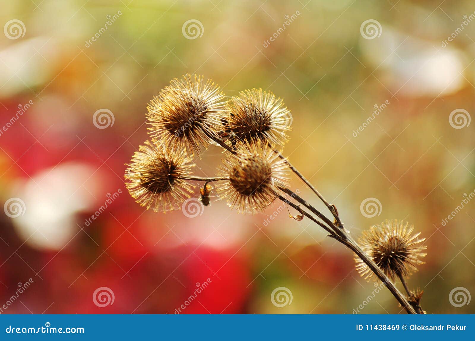 Burdock in red surrounding stock image. Image of fruit - 11438469