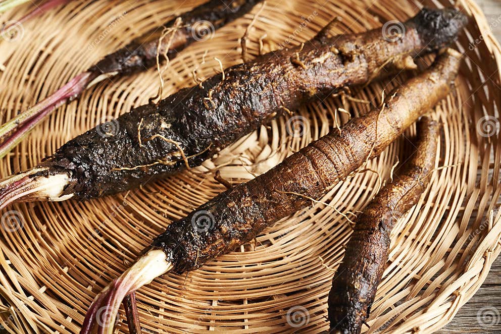 Burdock Root in a Basket - Ingredient for Herbal Tincture Stock Image ...