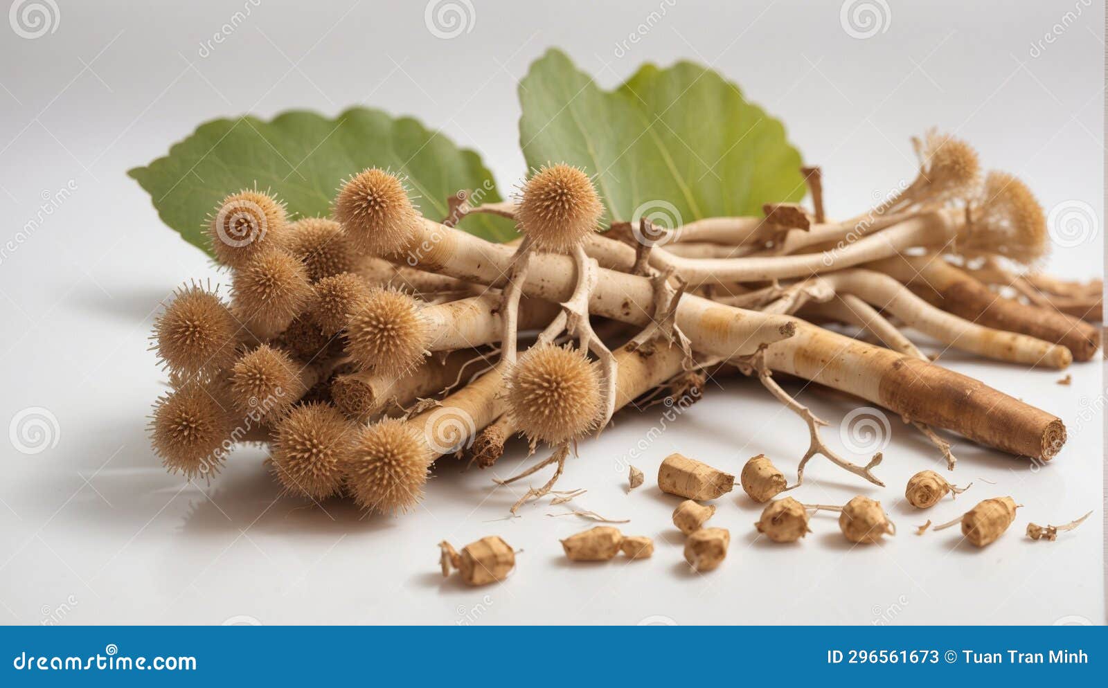 Burdock root stock image. Image of crop, plant, branch - 296561673