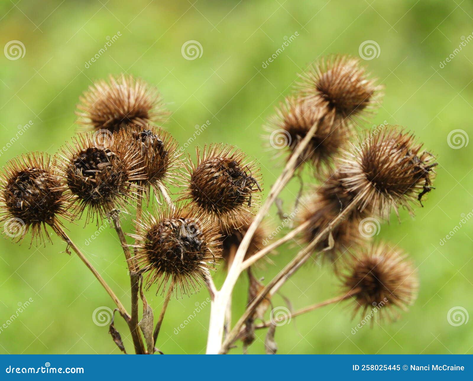 Burdock Seed Heads during Fall Season Attach To Everything Stock Image ...