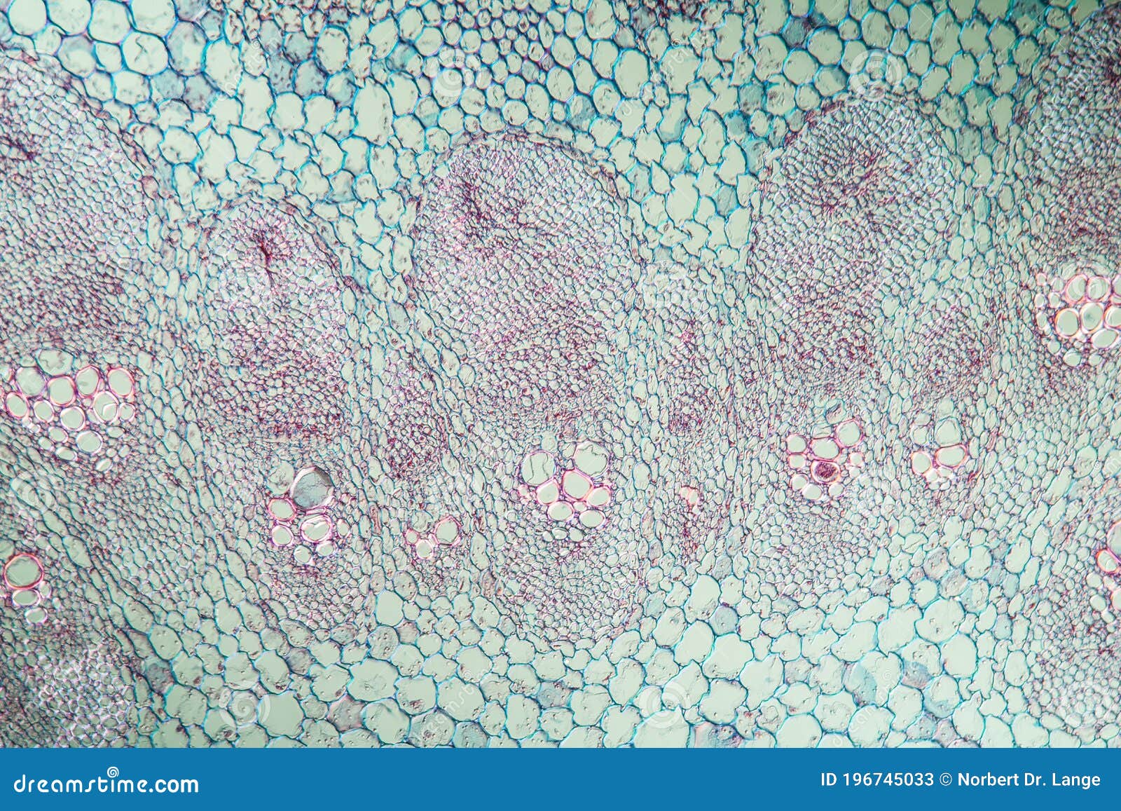 Burdock with stalk across stock image. Image of magnifying - 196745033