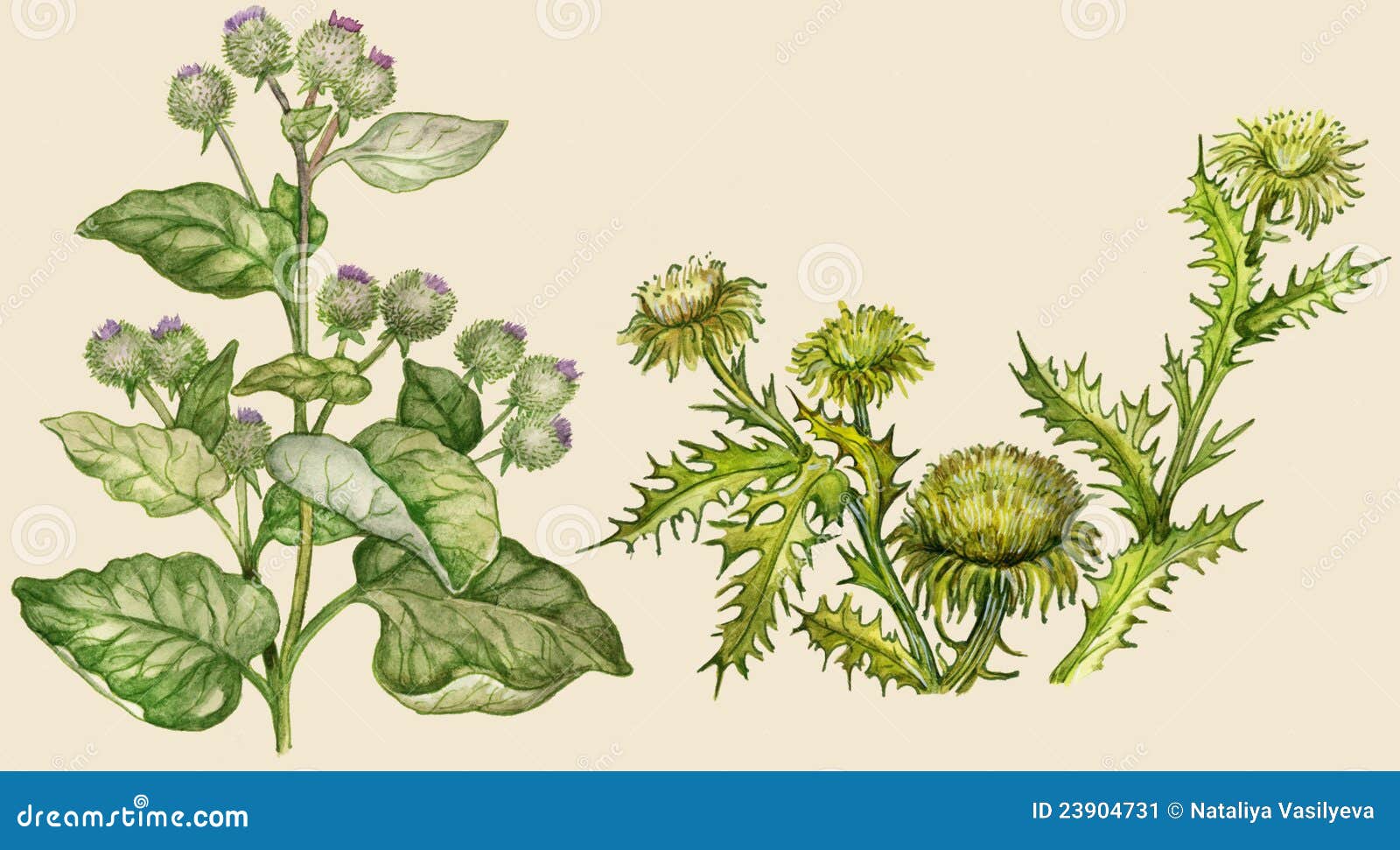 Burdock and thistle stock illustration. Illustration of common - 23904731