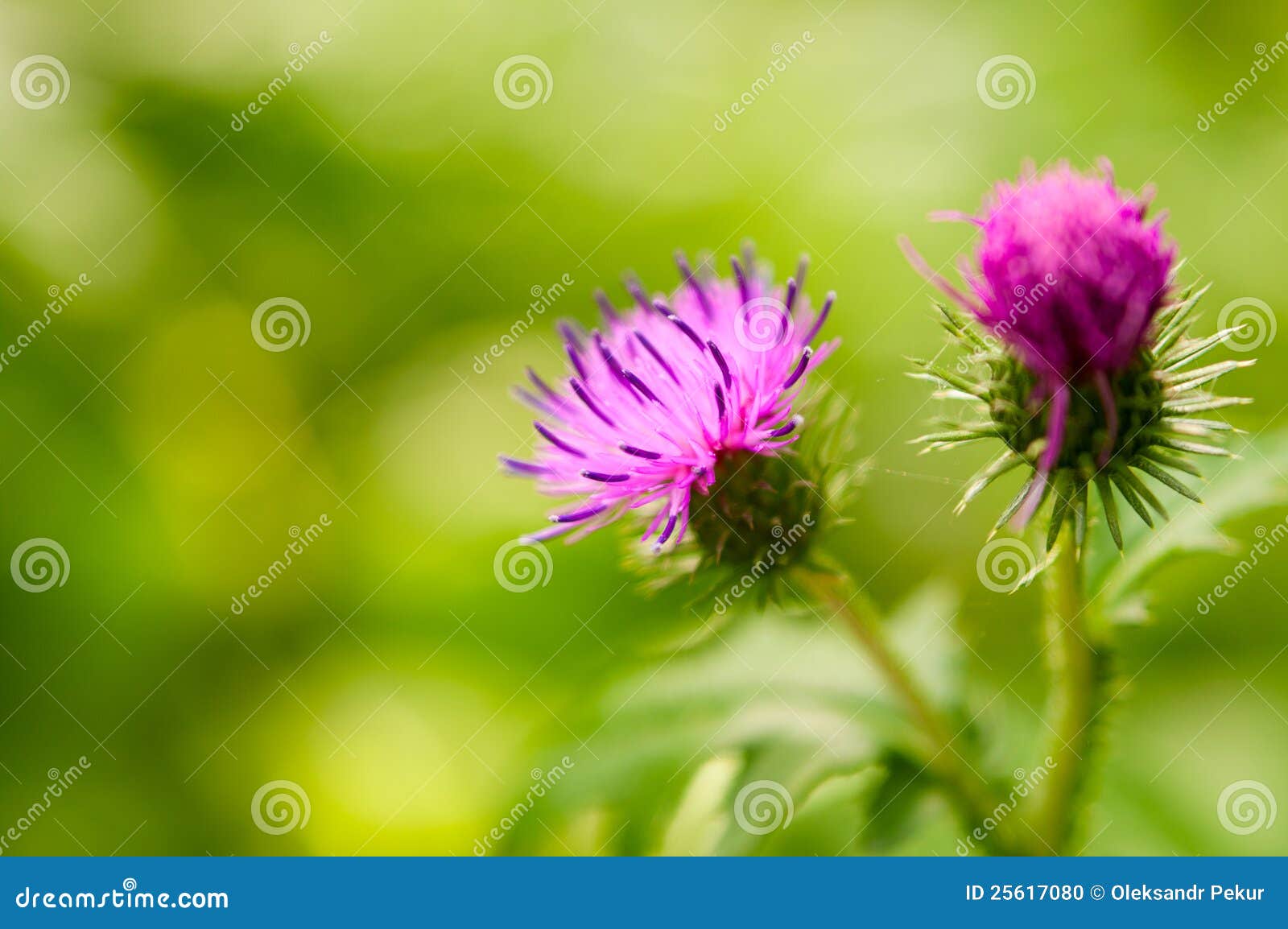 Burdock Thorny Flower in Summer Stock Photo - Image of season, medical ...