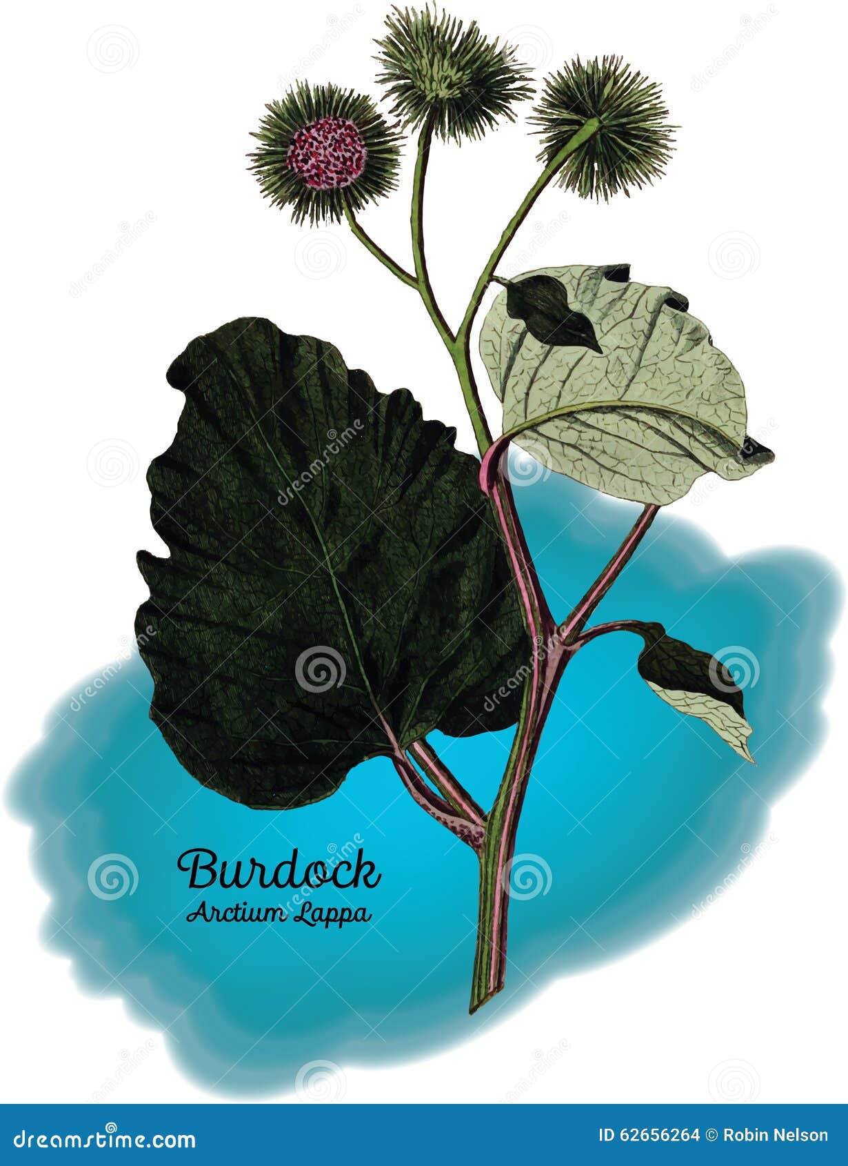 Burdock stock vector. Illustration of drawing, lappa - 62656264