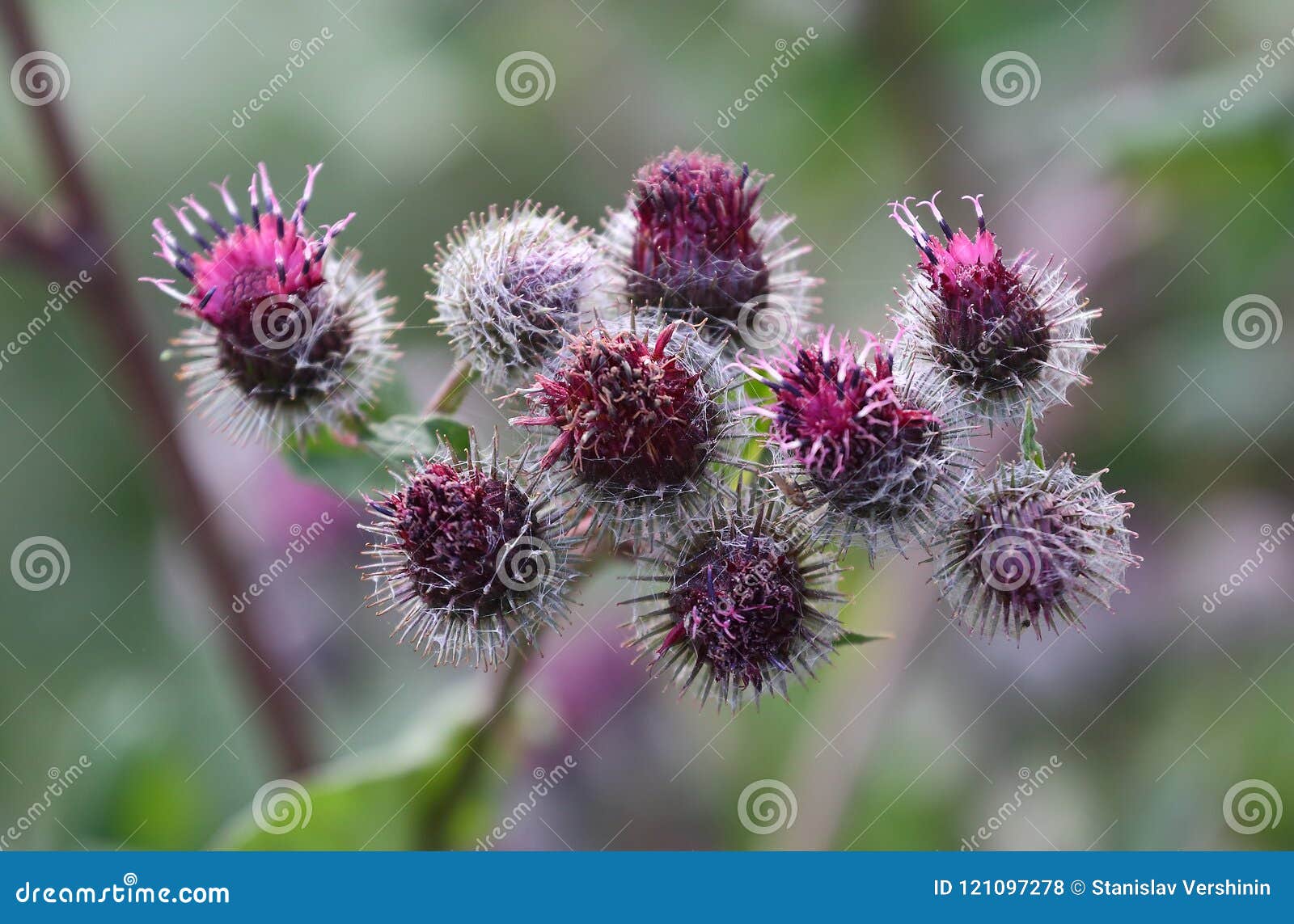 The burdock weed plant stock photo. Image of agrimony - 121097278