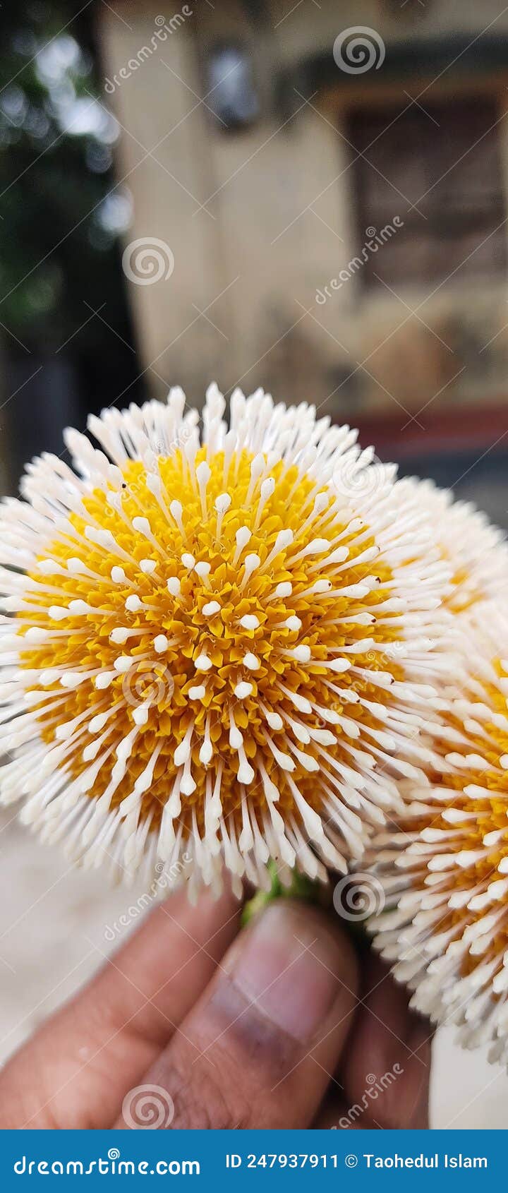 Burflower-tree Looks Awesome Real Beauty Look. Stock Image - Image of ...