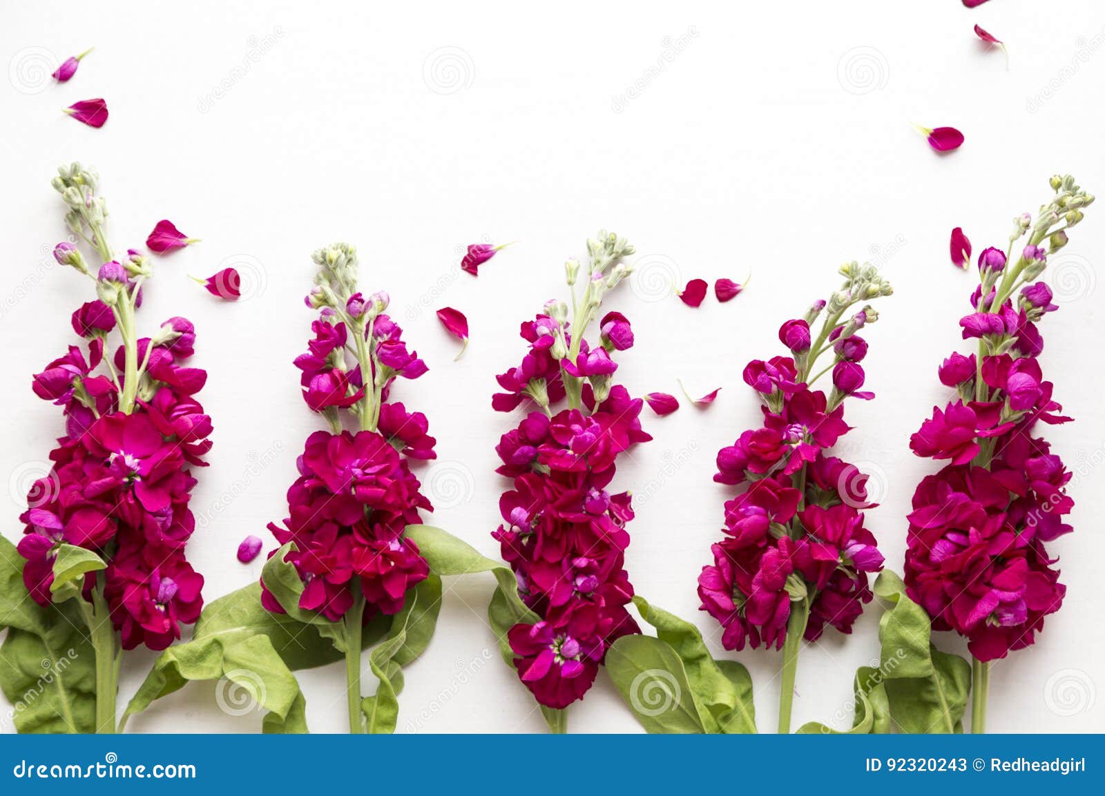 Burgandy stock flowers stock image. Image of garden, decorative - 92320243
