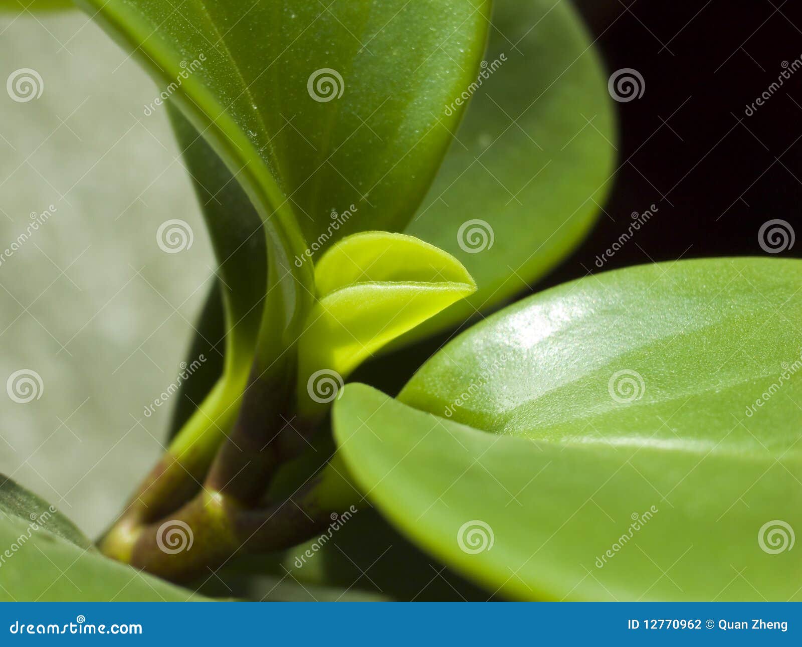 Burgeon stock photo. Image of grass, daytime, loving - 12770962