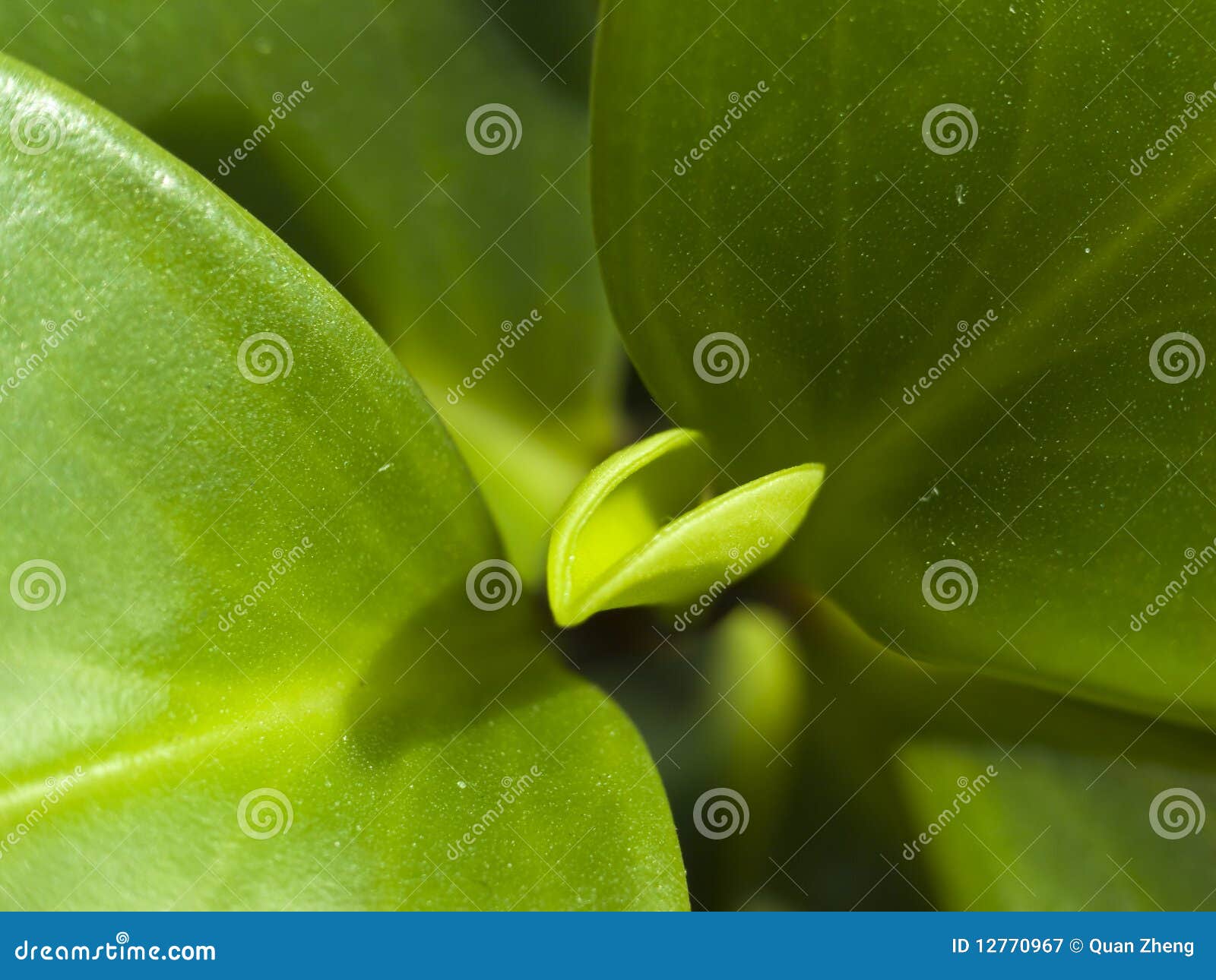 Burgeon stock image. Image of hope, sturdy, water, moisture - 12770967