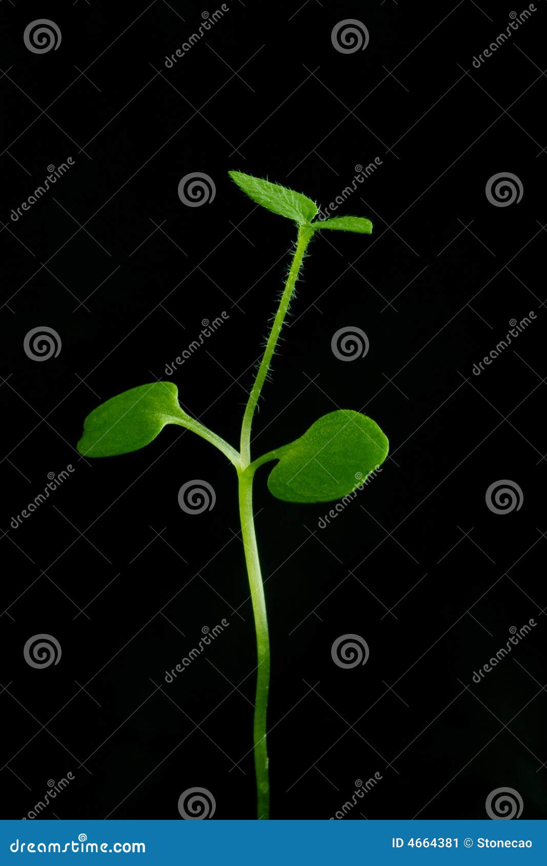 Burgeon stock image. Image of root, small, nature, planting - 4664381